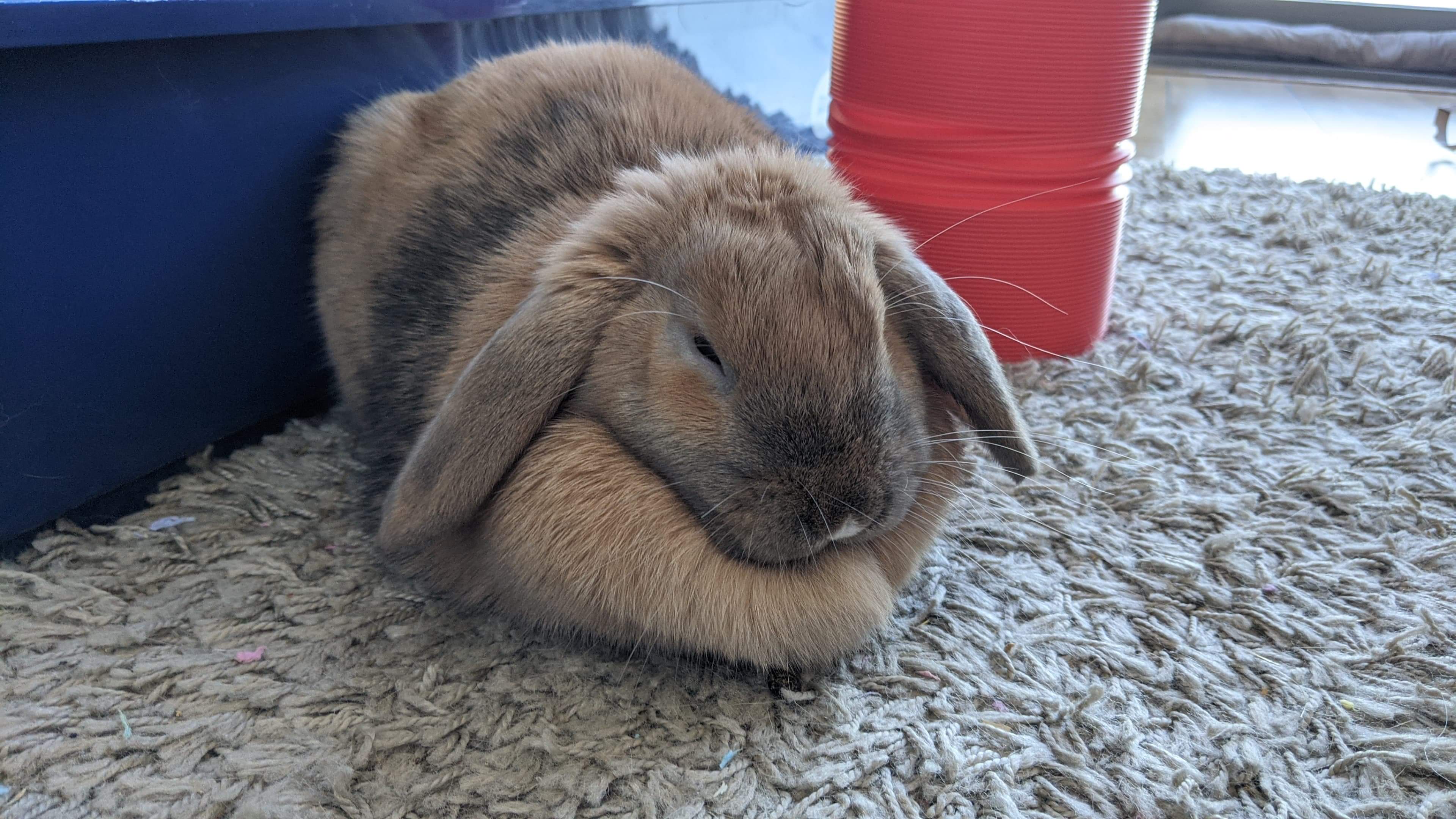 Baby got 'lap | Scrolller