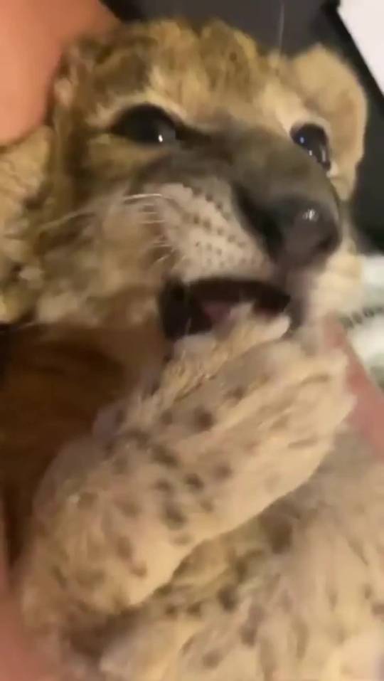 Baby Lion | Scrolller