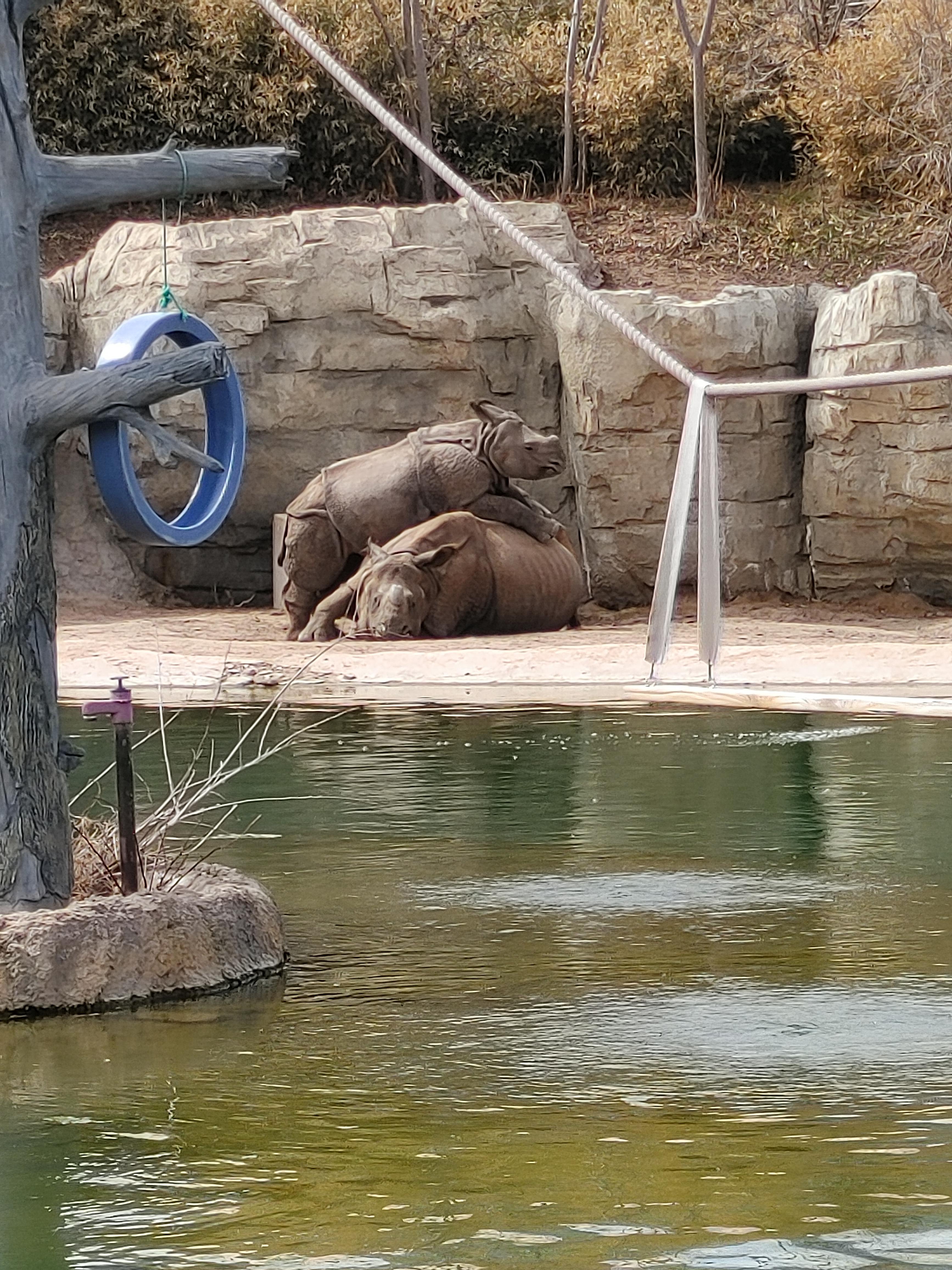 Baby Rhino bothering mom at Denver Zoo | Scrolller
