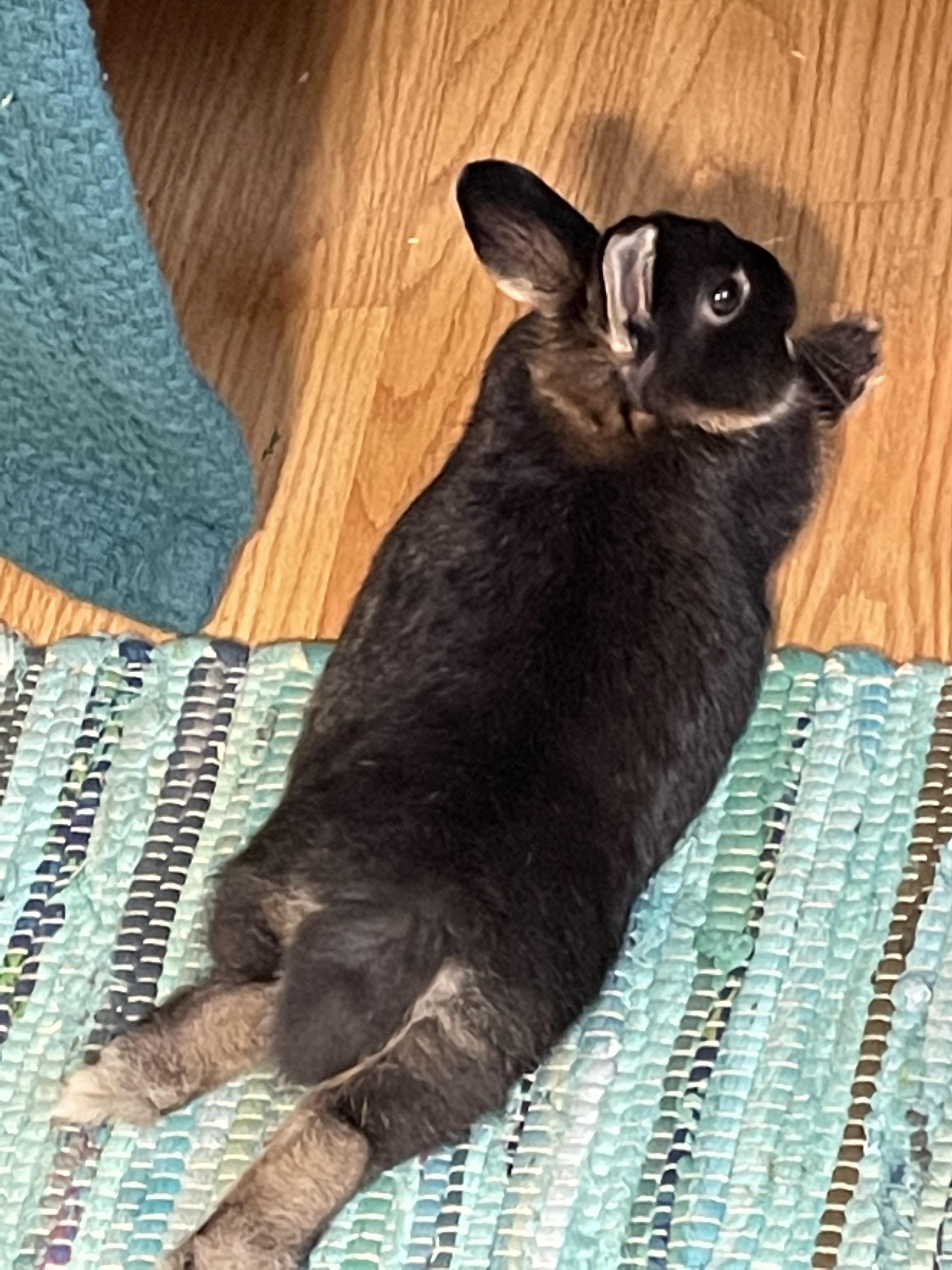 Baby’s first sploot! I’ve only had her for a little over a week, but she’s slowly adapting to ...