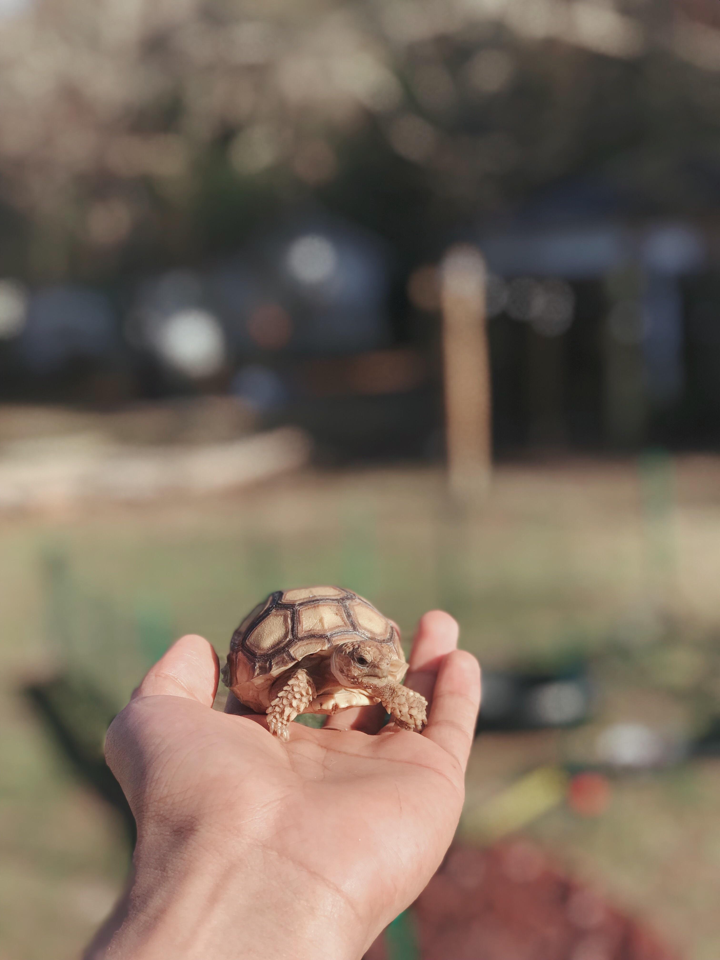 Baby Sudanese Sulcata tortoise | Scrolller