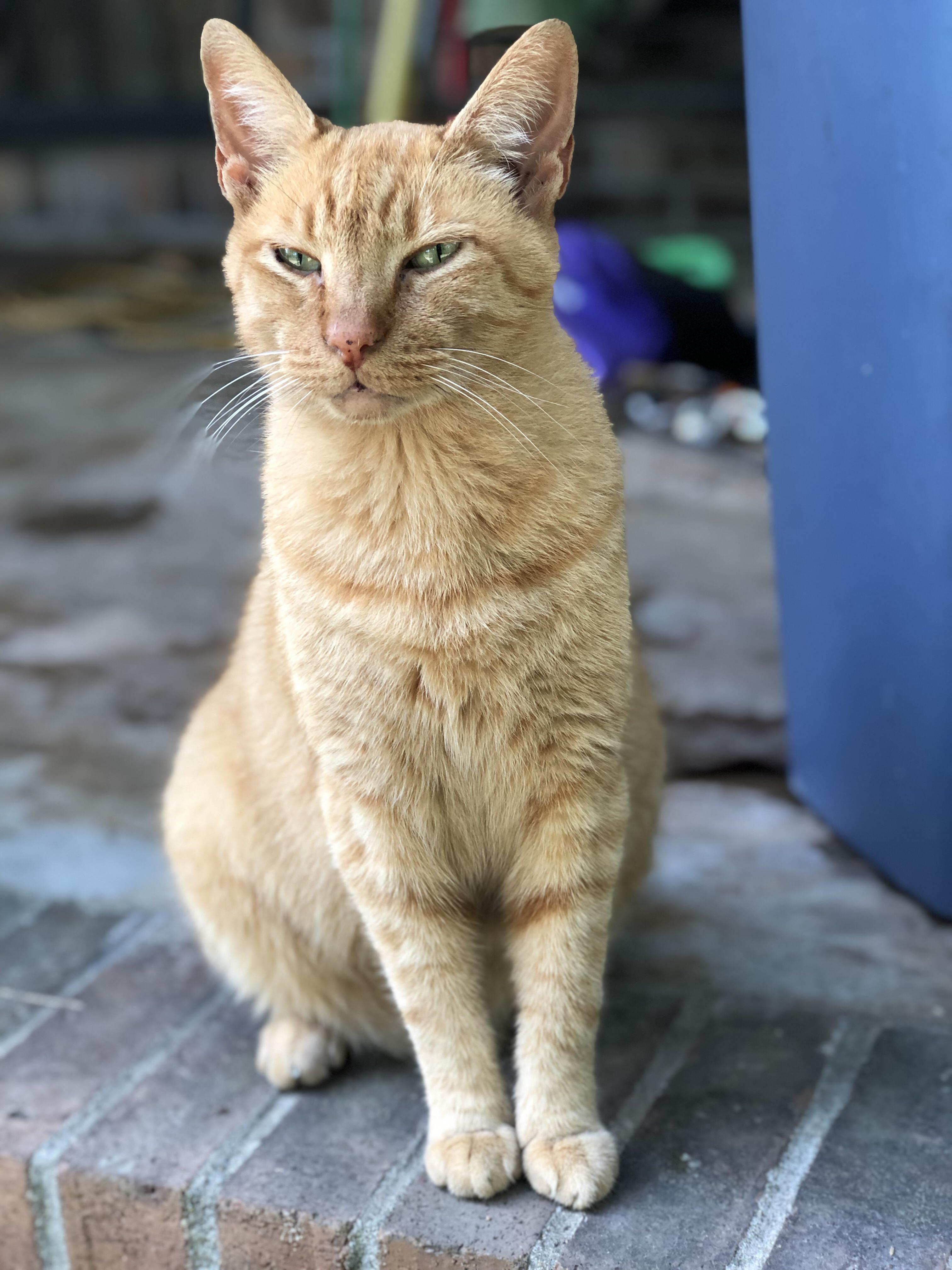 Back at it again with my work cat, Simba. | Scrolller