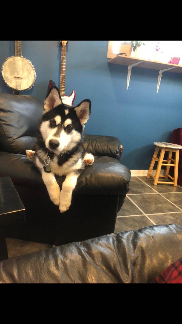 Back paws | Scrolller