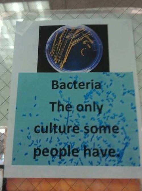 bacteria | Scrolller