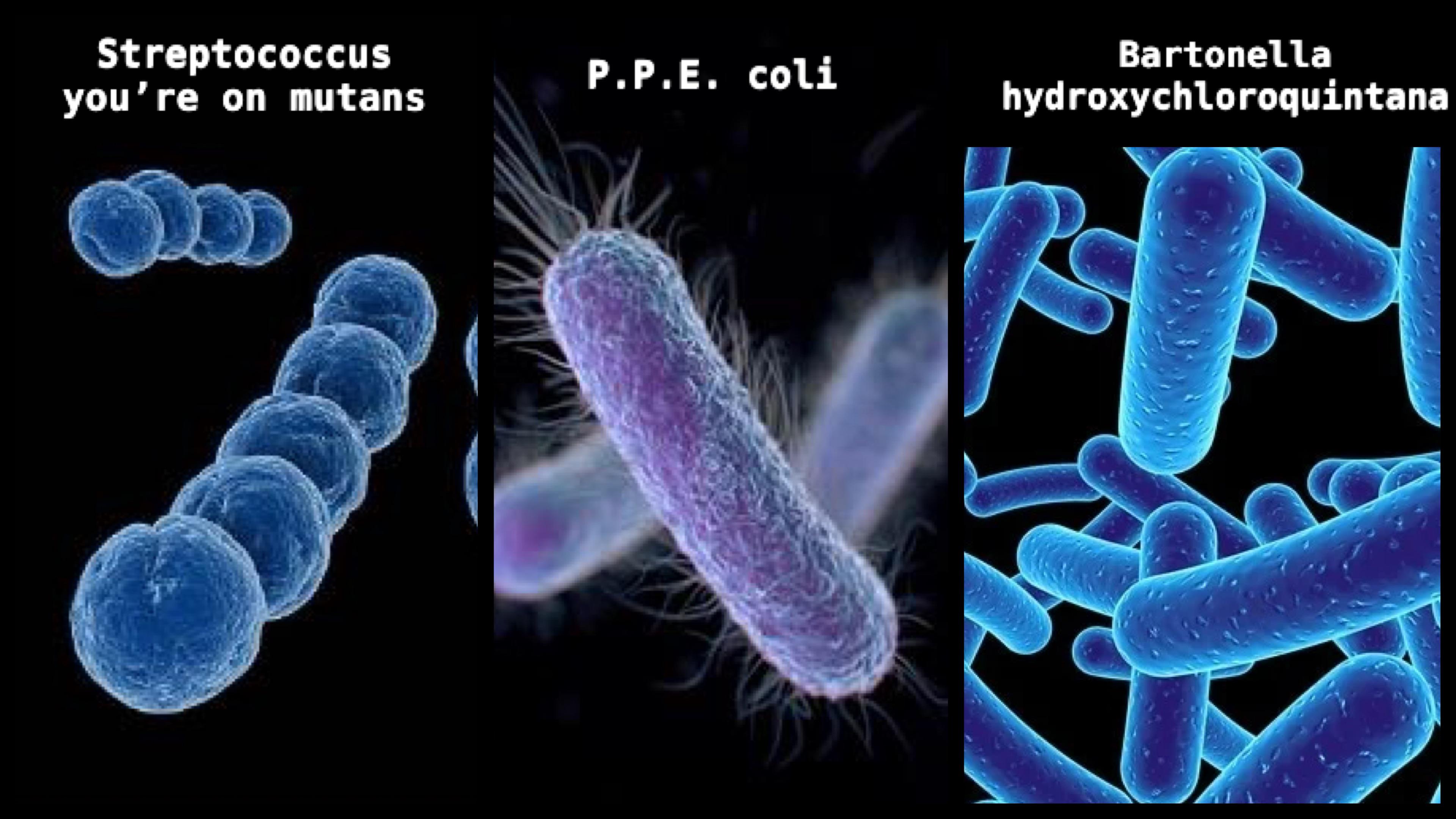 Bacteria of 2020 Awards GRAM+ Streptococcus you’re on mutans GRAM- P.P.E. coli FACULTATIVE ...