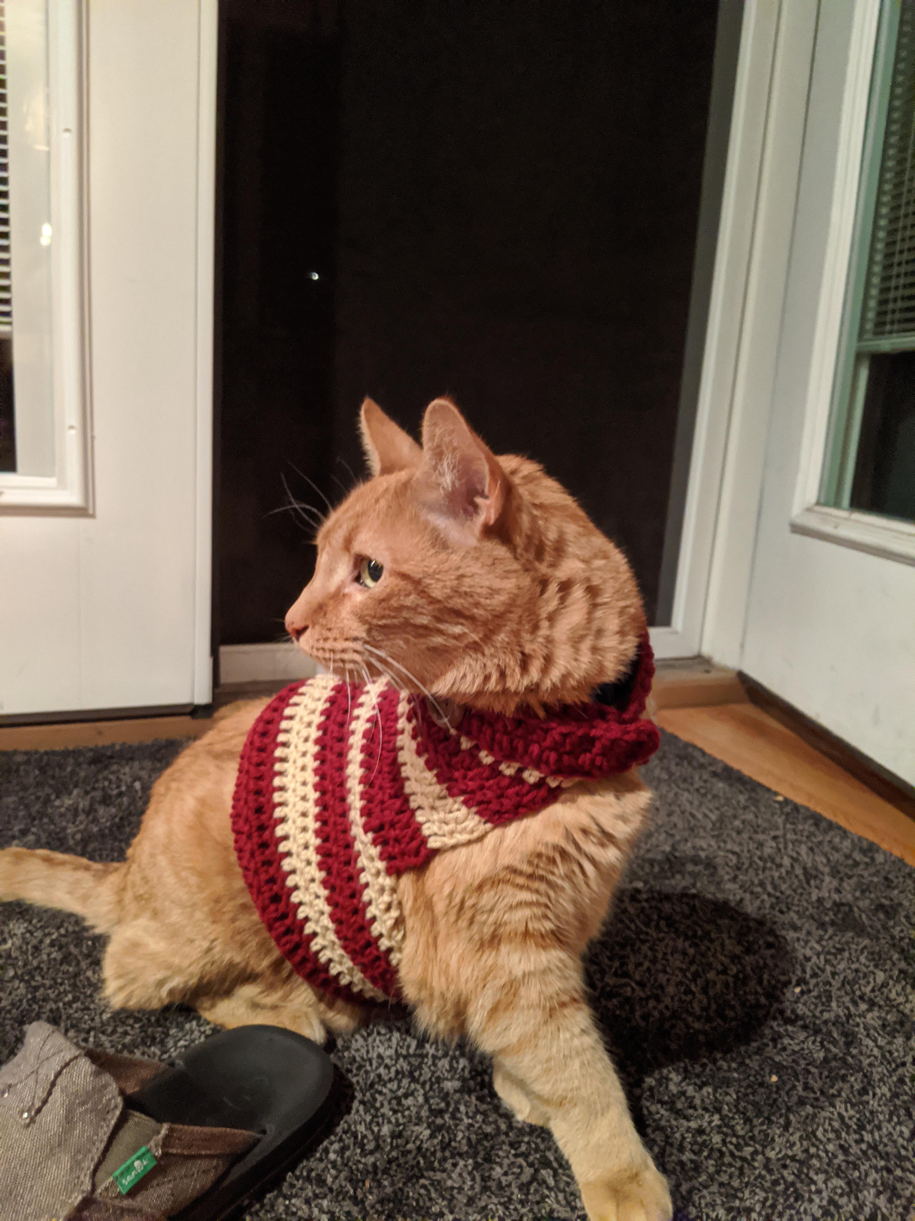 Bailey in his new sweater | Scrolller