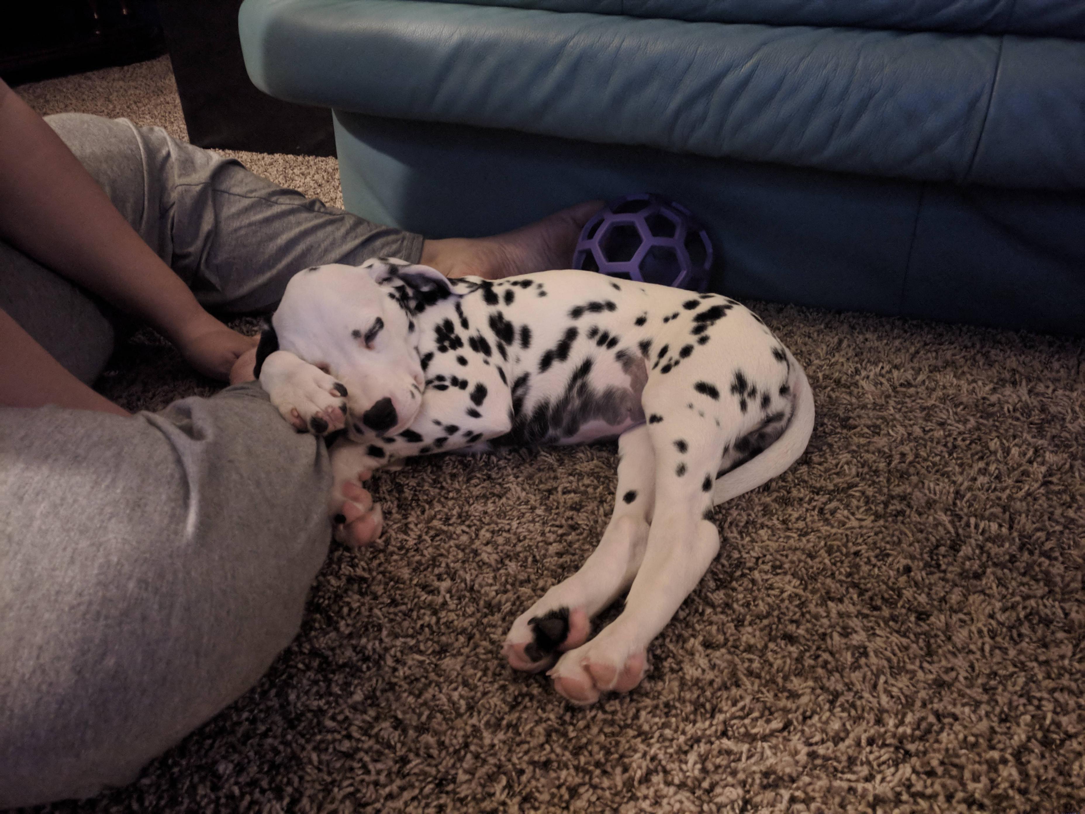 Bailey's first day home | Scrolller