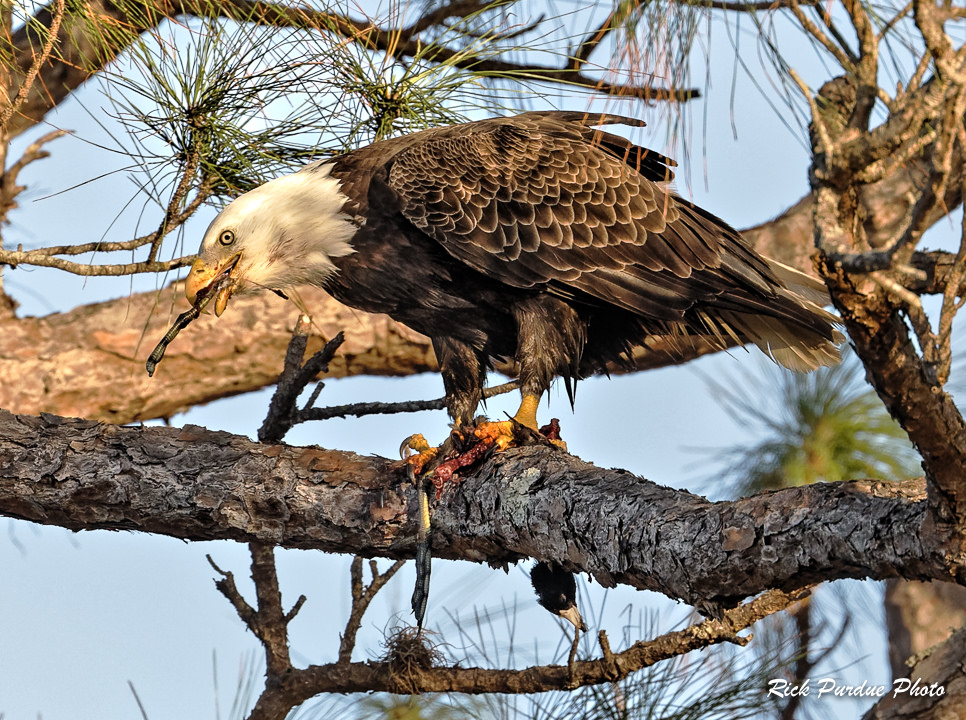 Bald Eagle eating a Coot | Scrolller