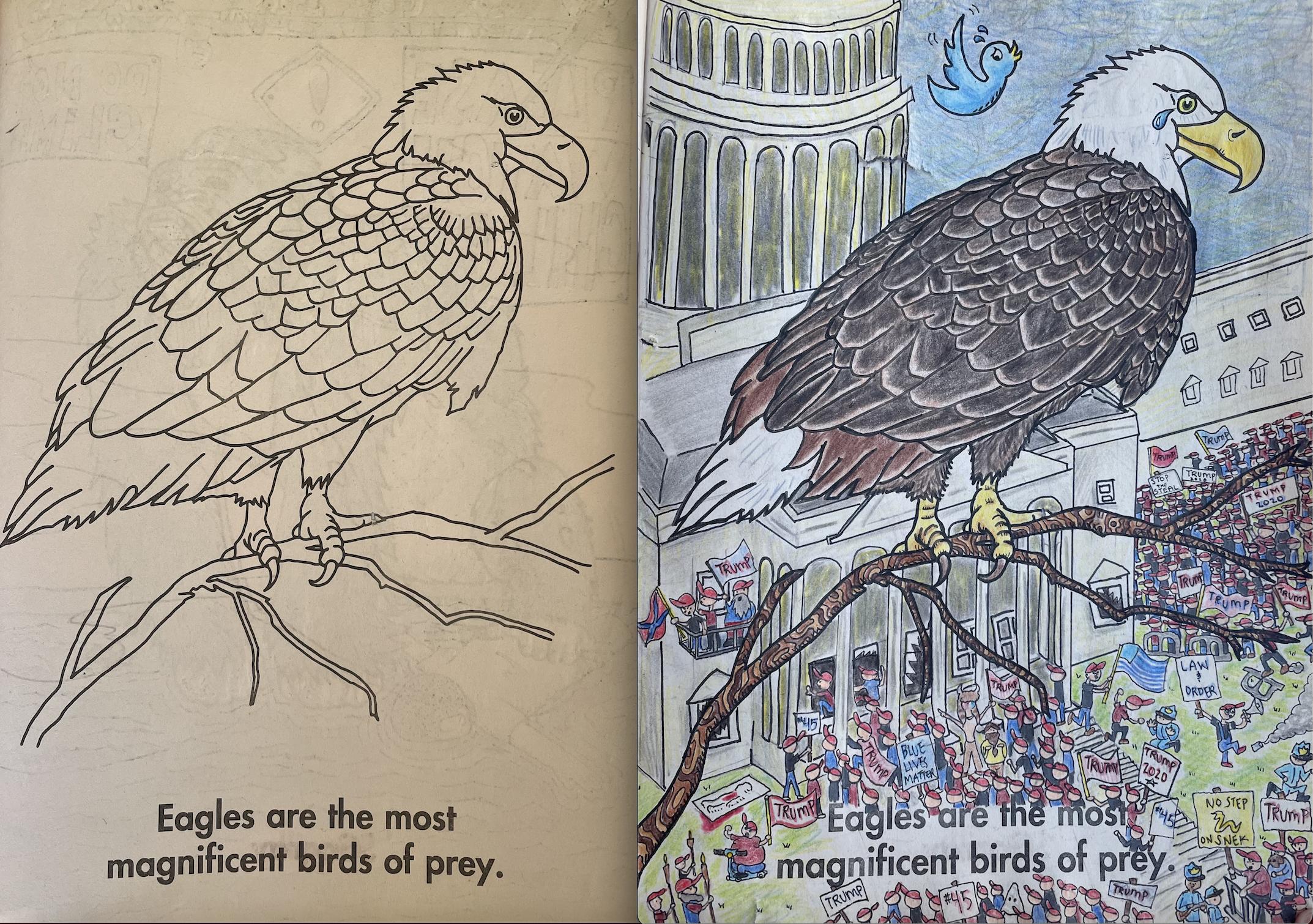 Bald Eagle | Scrolller