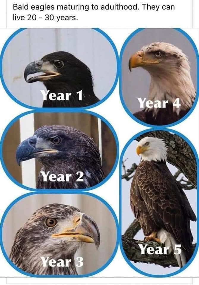 Bald eagle maturing to adulthood | Scrolller
