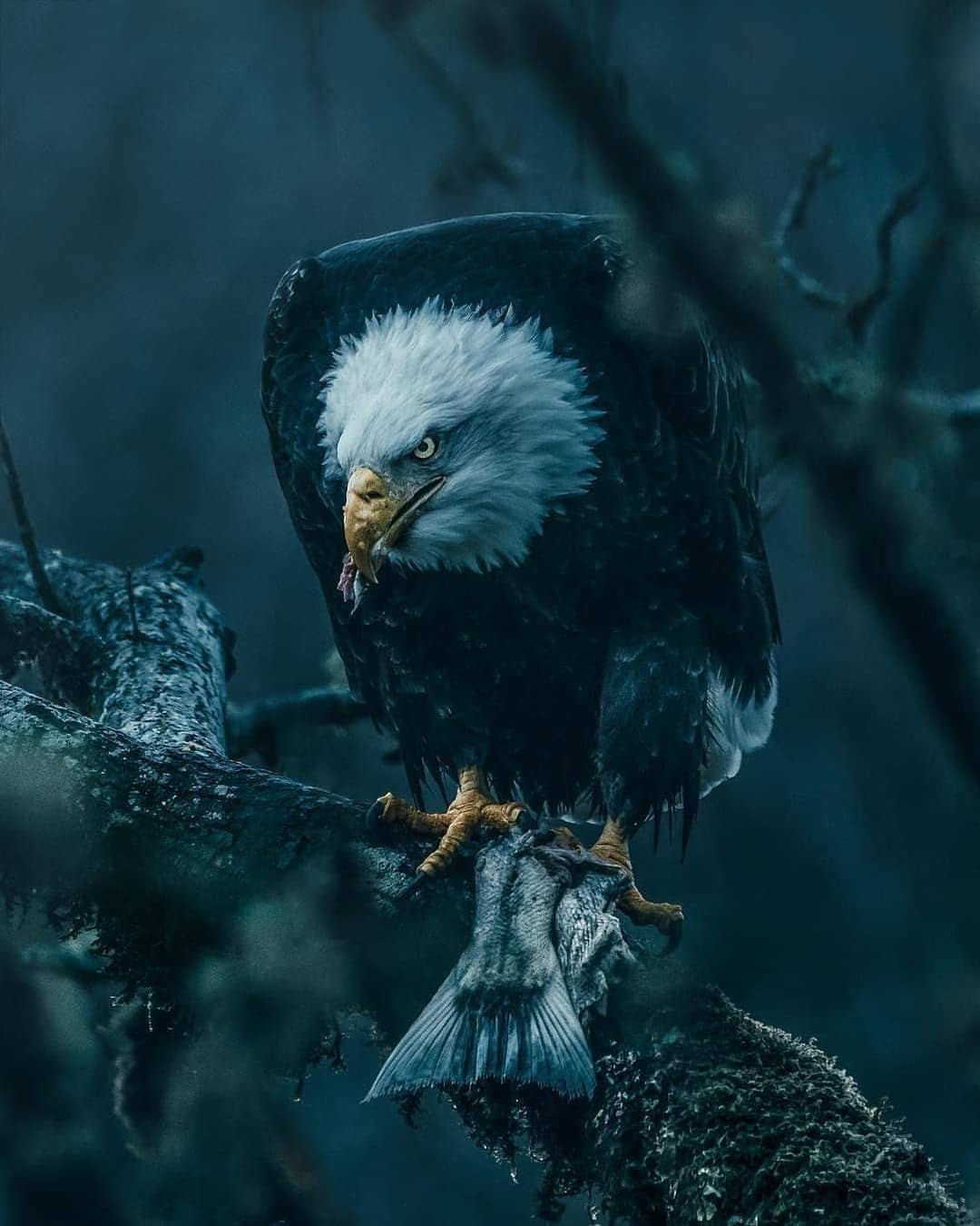 Bald Eagle with an absolutely sinister appearance | Scrolller