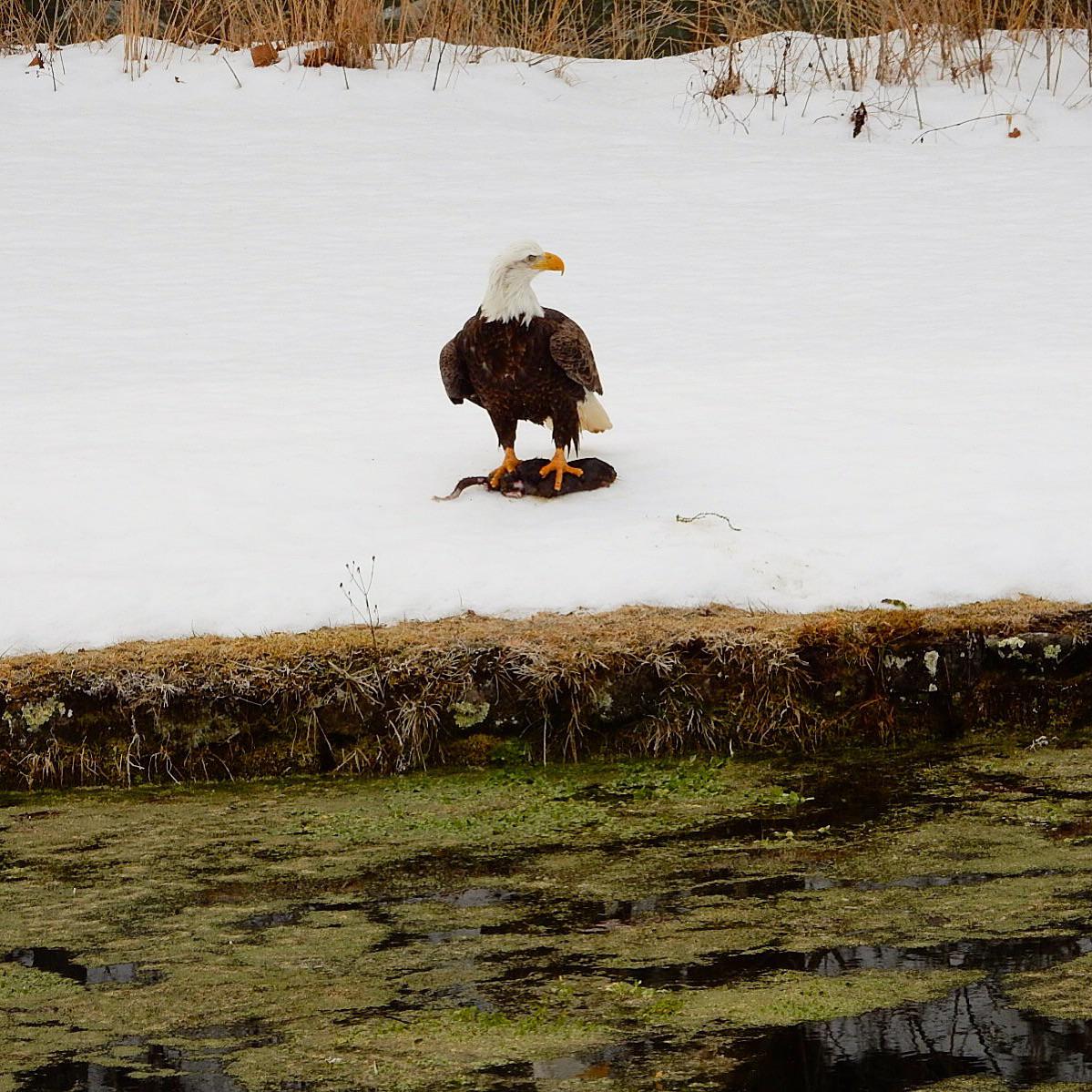 Bald eagle with muskrat catch | Scrolller
