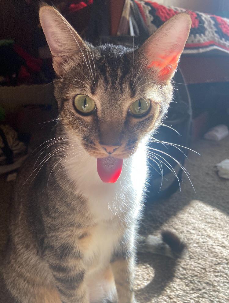 Bandit with the perfect mlep | Scrolller