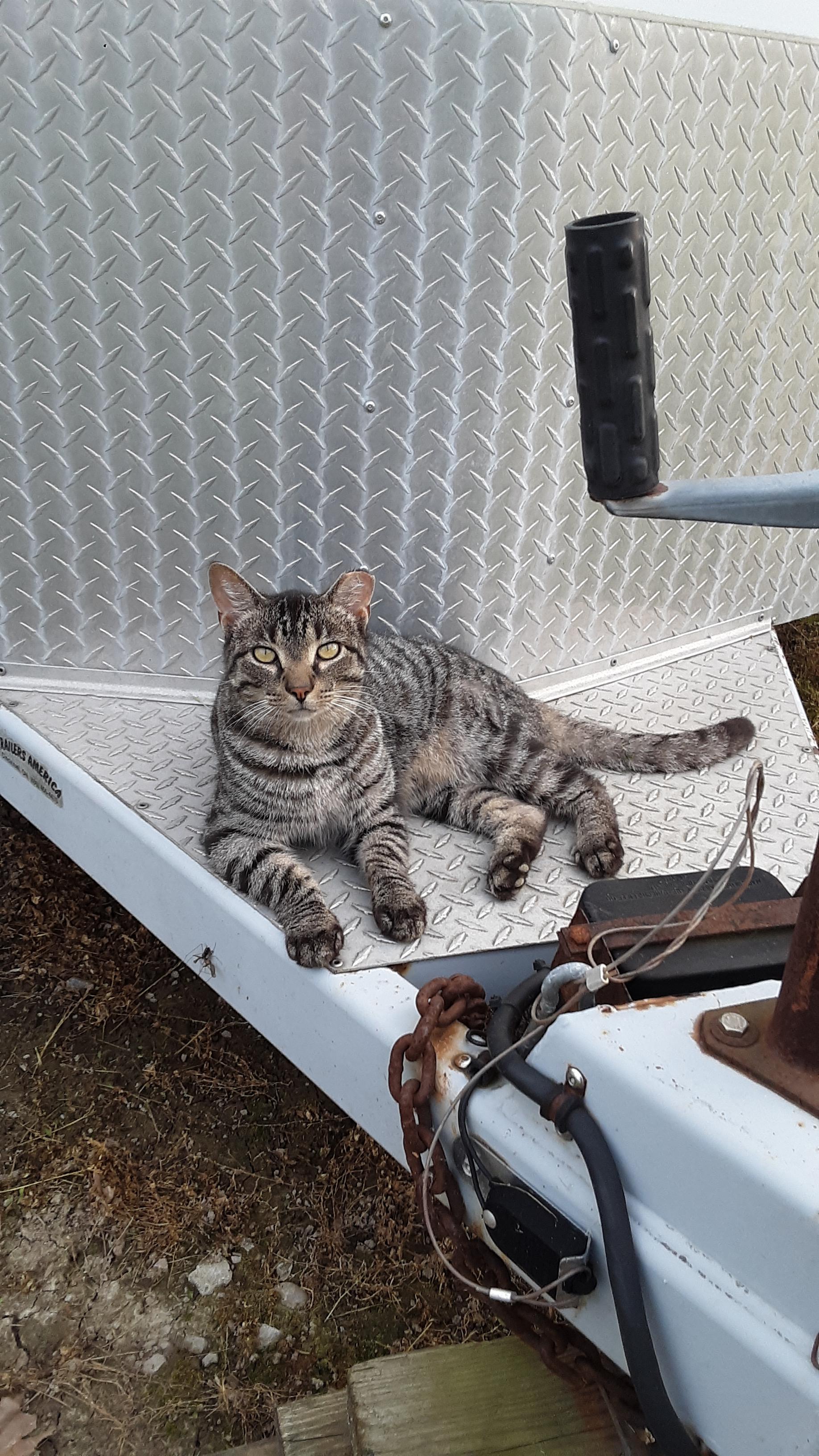 Barn cat on a horse trailer | Scrolller