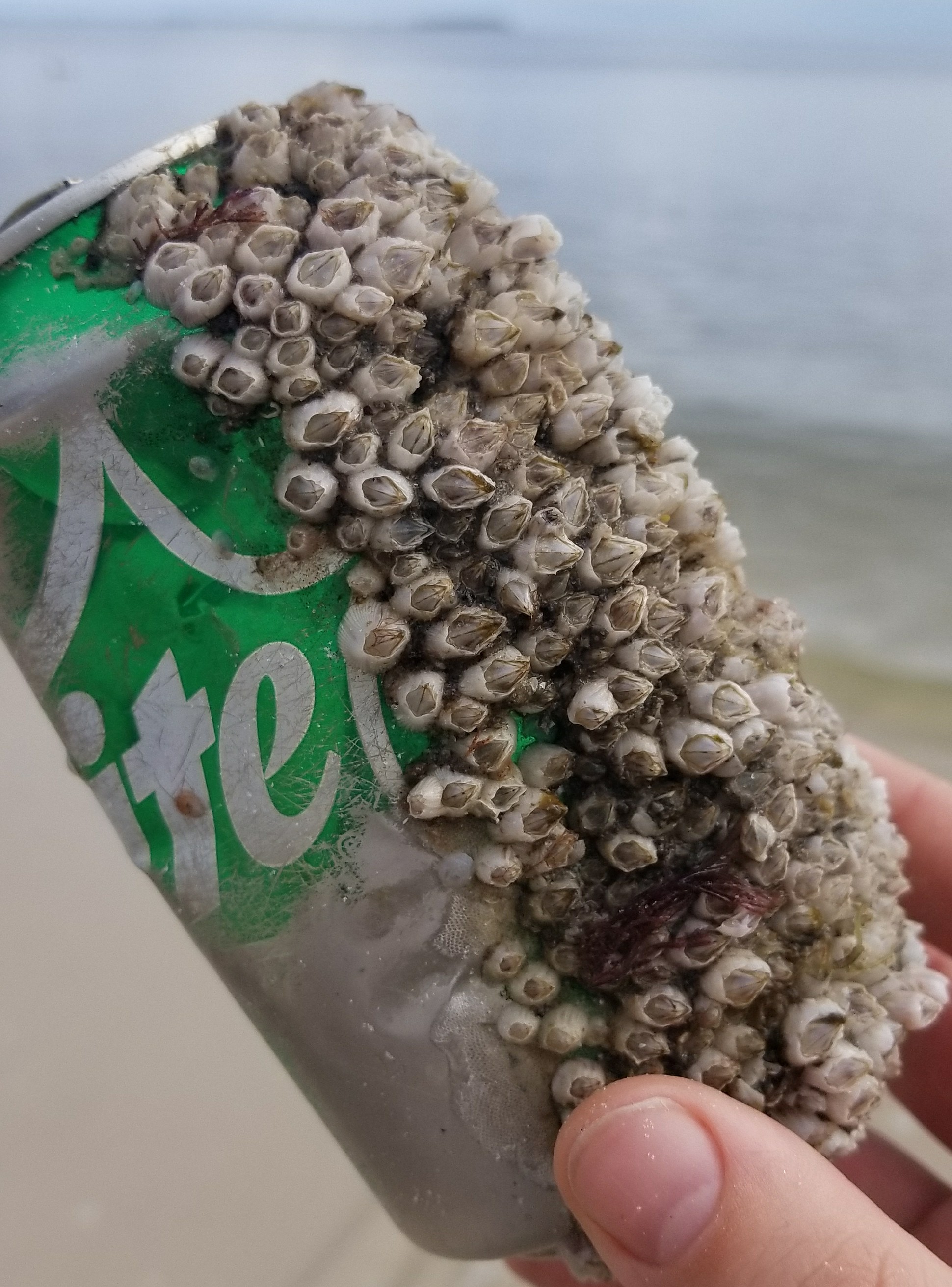 Barnacles on a soda can | Scrolller