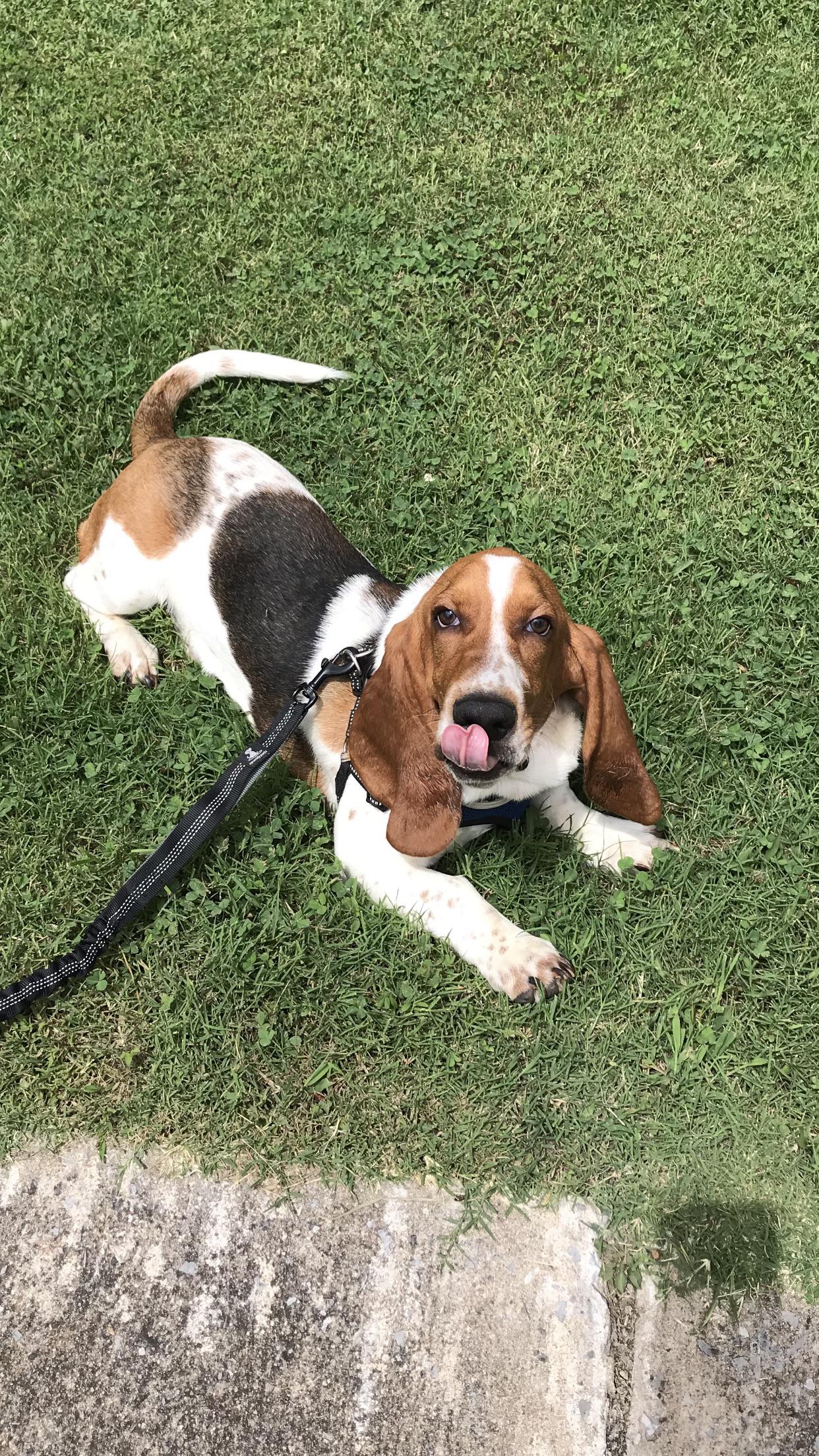 Barney the goofball | Scrolller