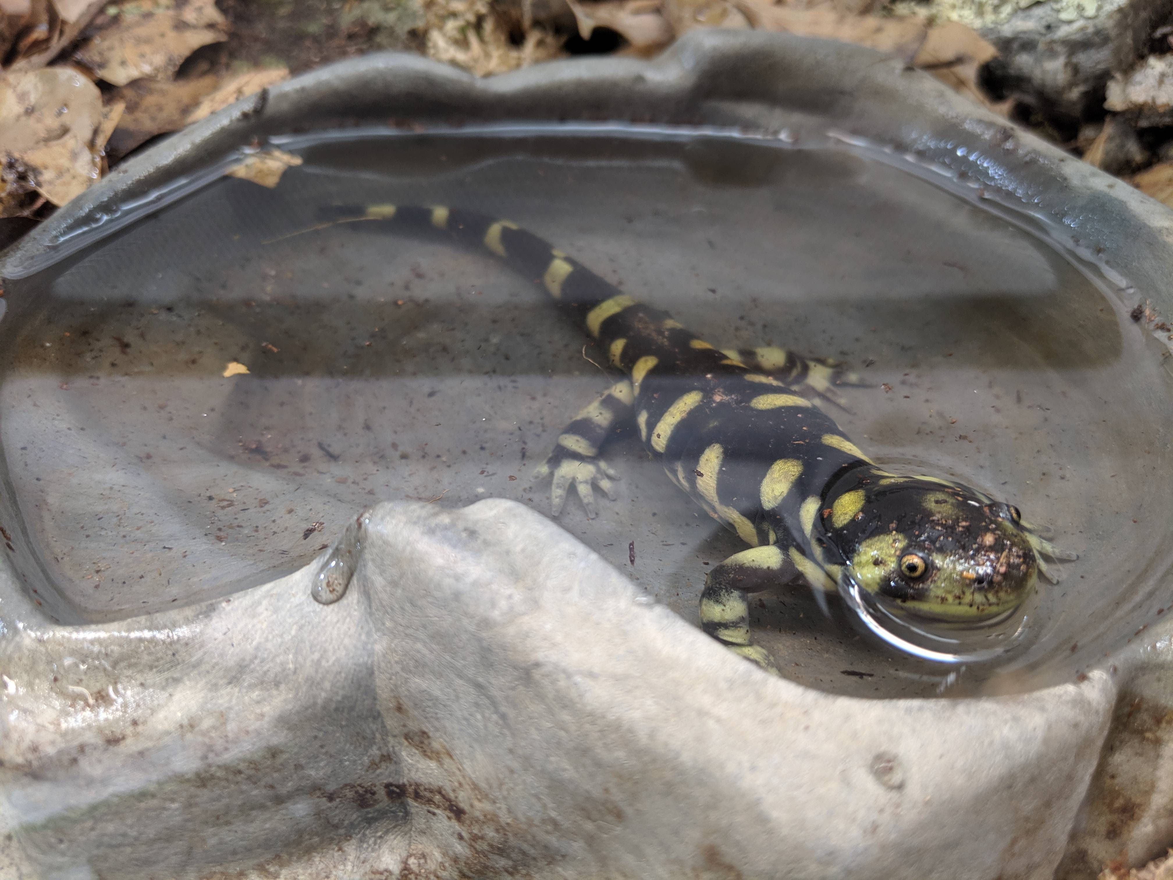Barred tiger salamander having a soak | Scrolller