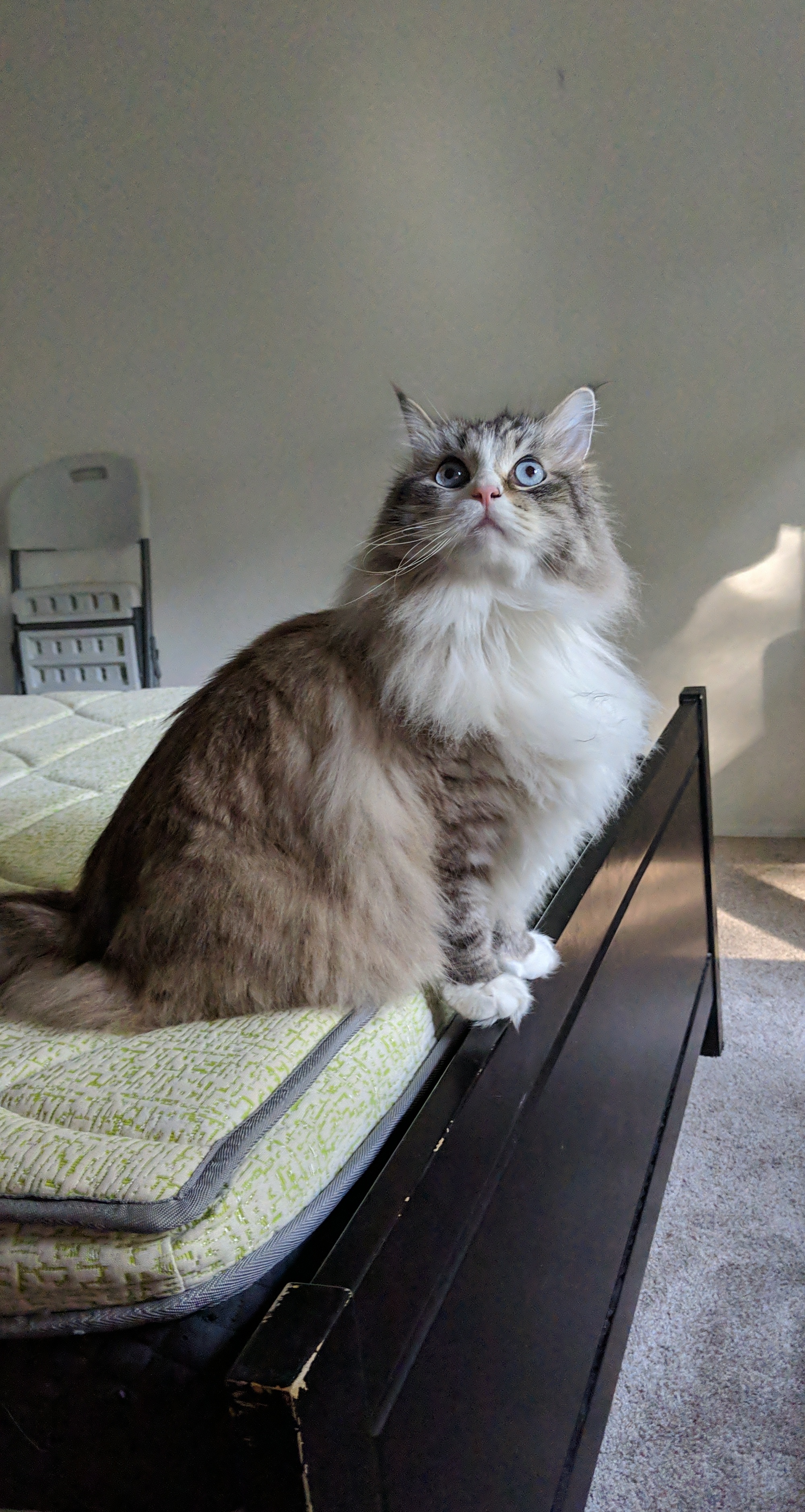 Bartholomew shows off his summer floof | Scrolller