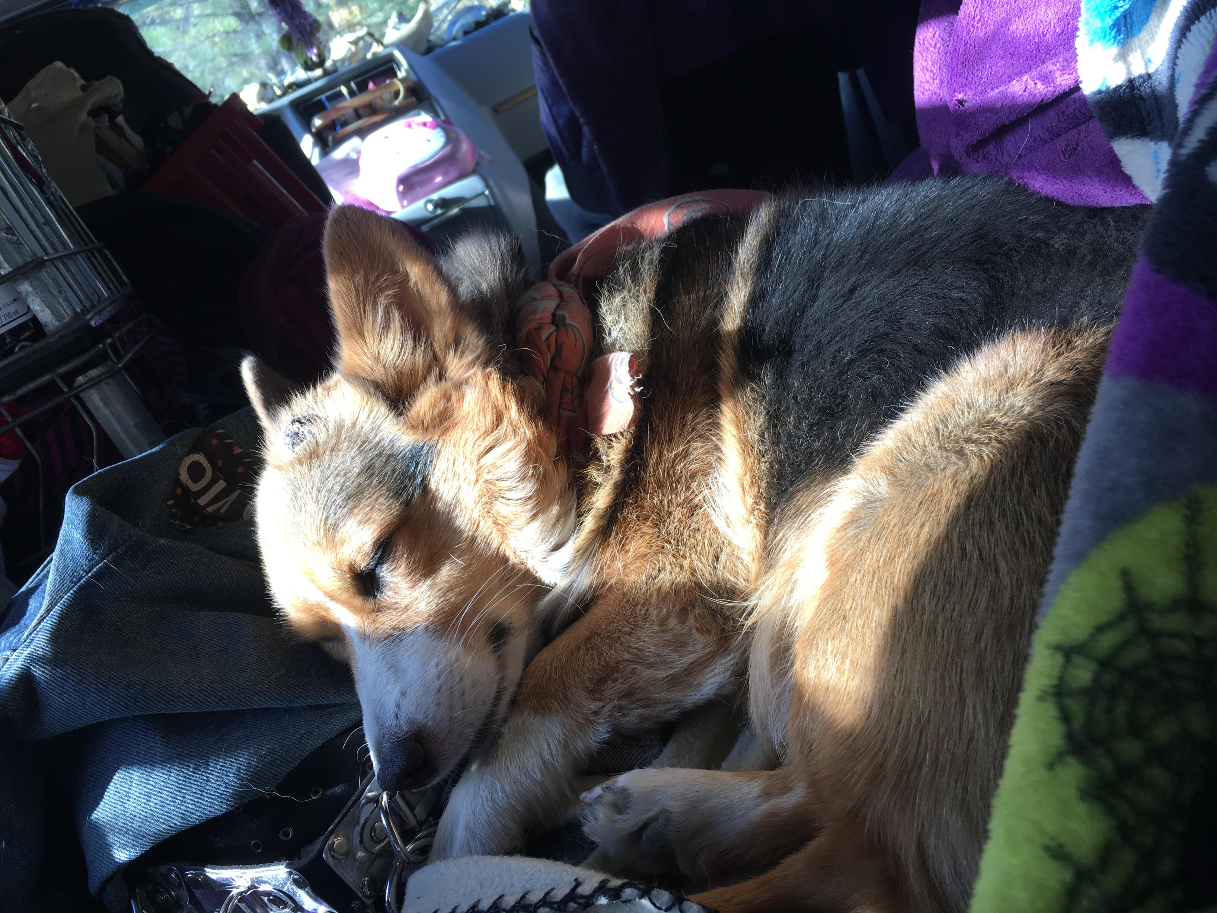 Basco the old man pupper sleeping soundly | Scrolller