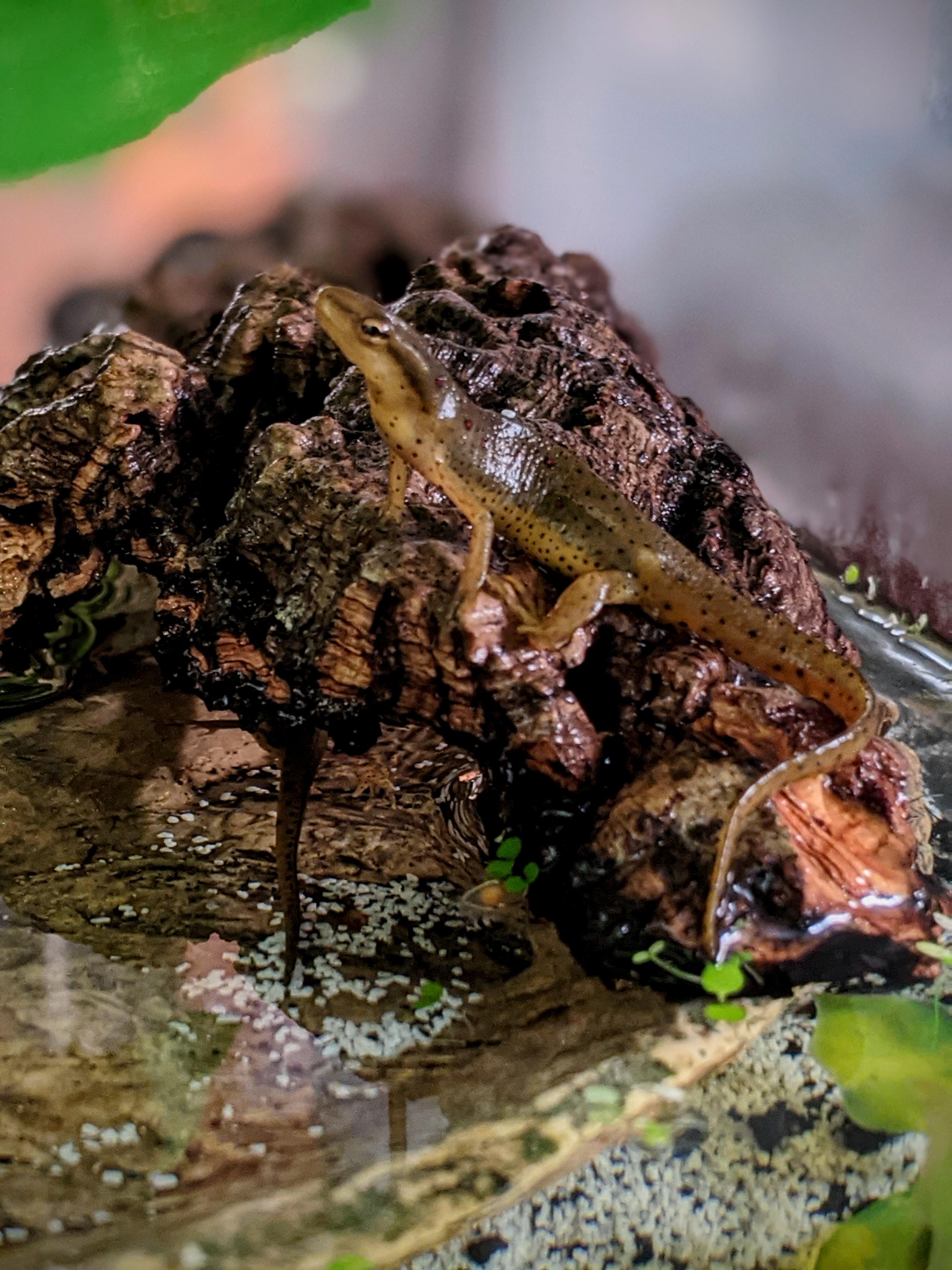 Basking Eastern Newt | Scrolller