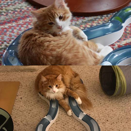 Baxter doesn’t realize how much he’s grown! | Scrolller