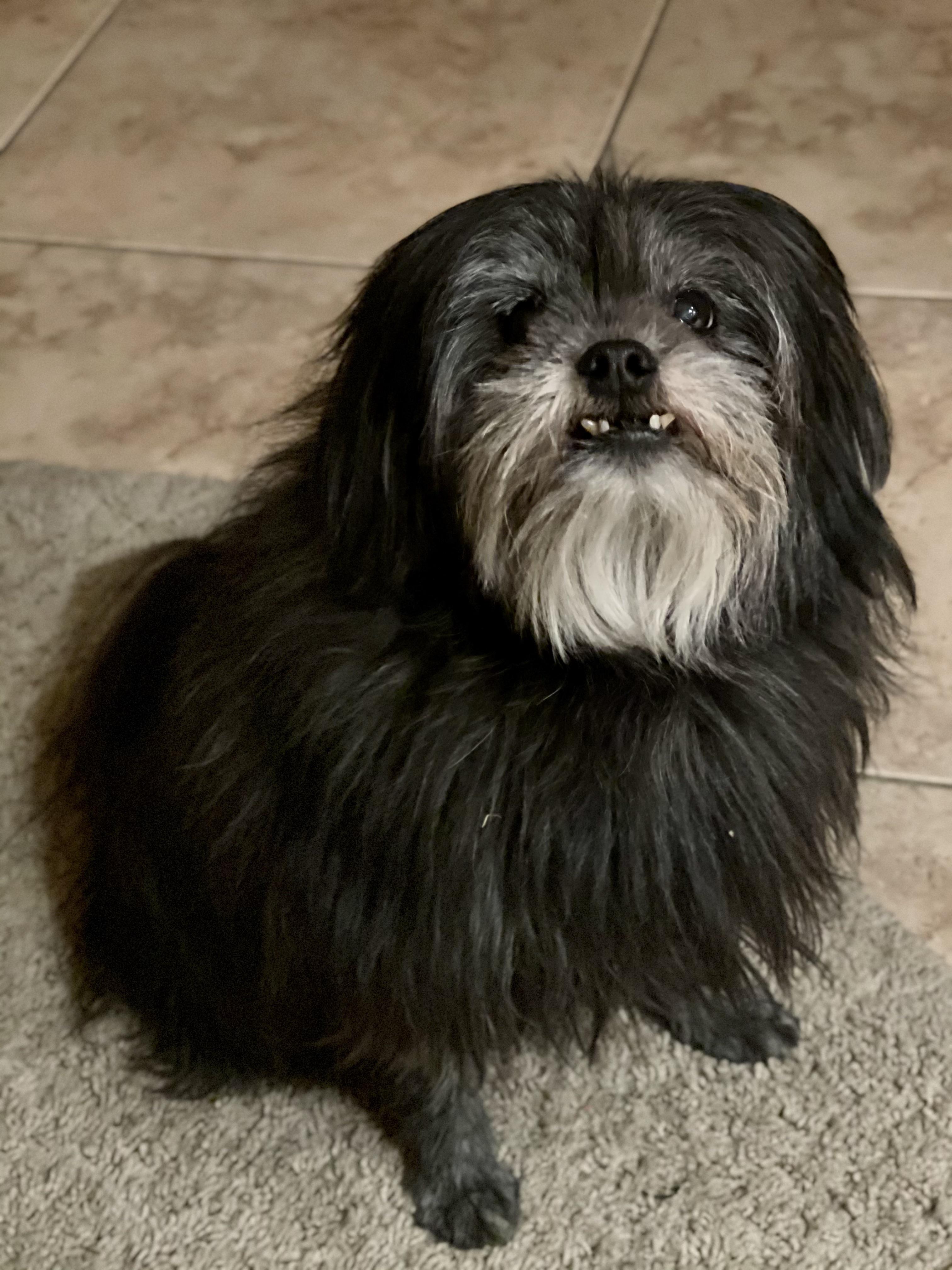 Beach Boy’s fluff is quite impressive | Scrolller