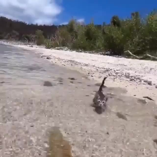 Beach kitten catching some waves | Scrolller
