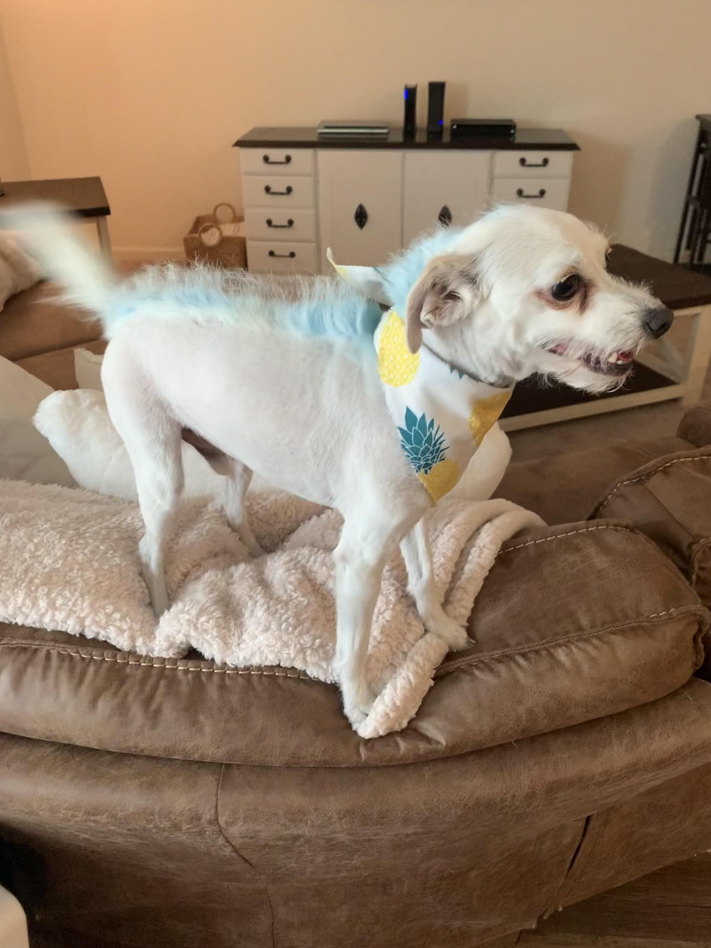 Beach Ready Doggo | Scrolller