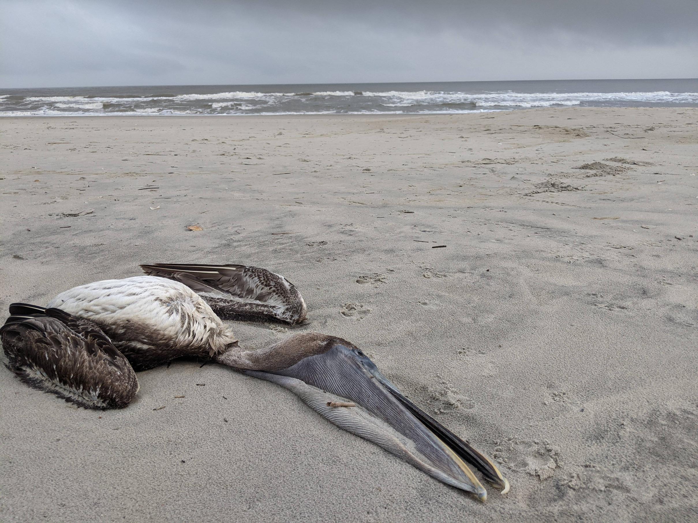 Beach Stroll Surprise | Scrolller