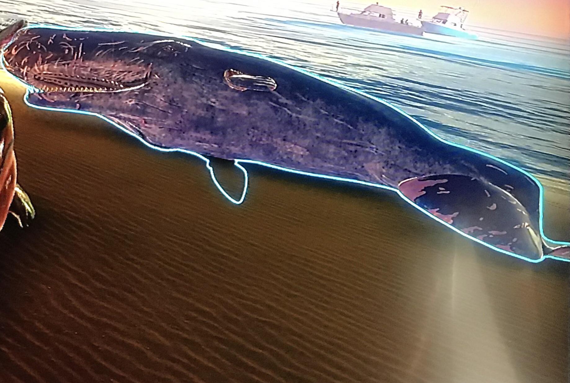 Beached sperm whale | Scrolller