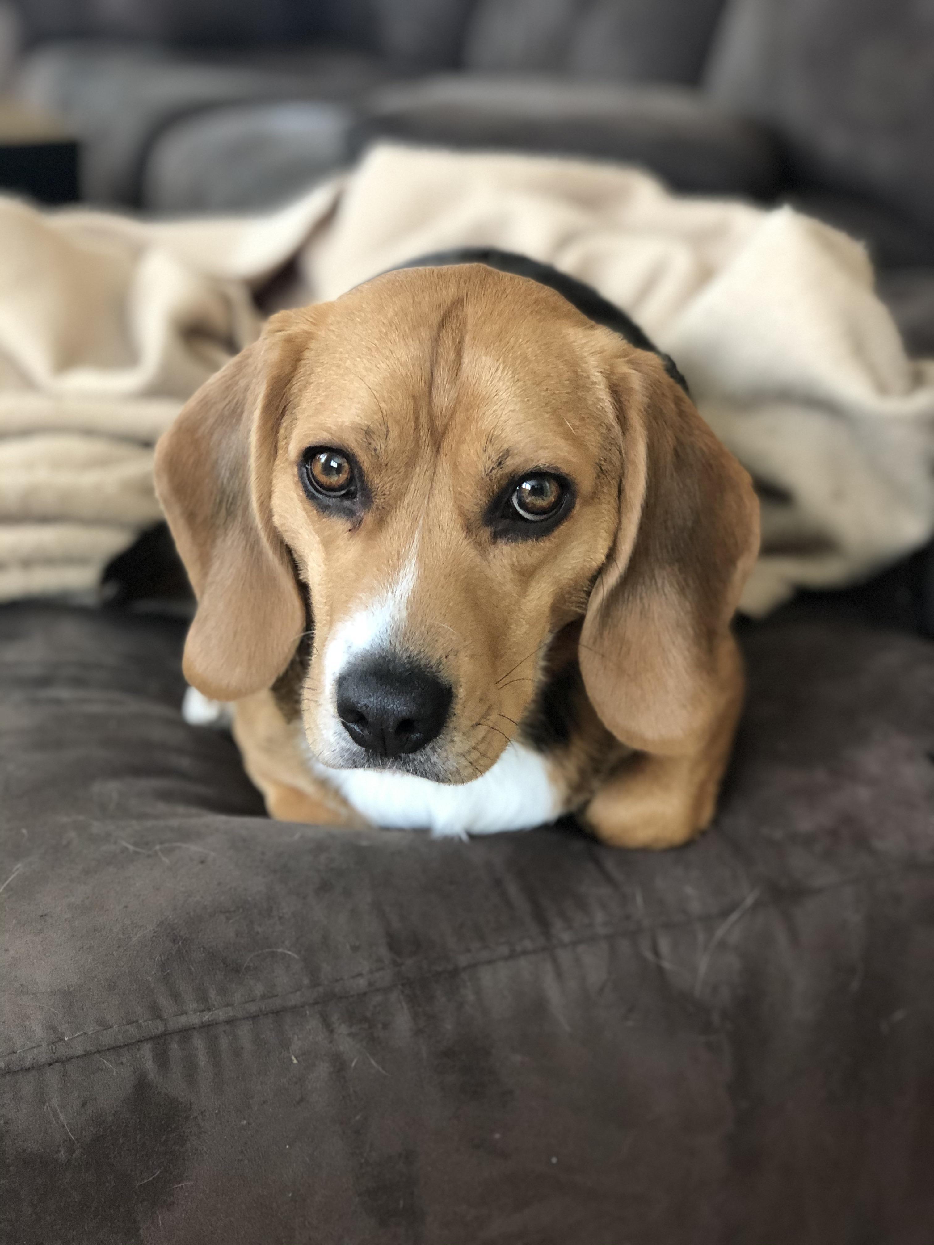 Beagle loaf | Scrolller