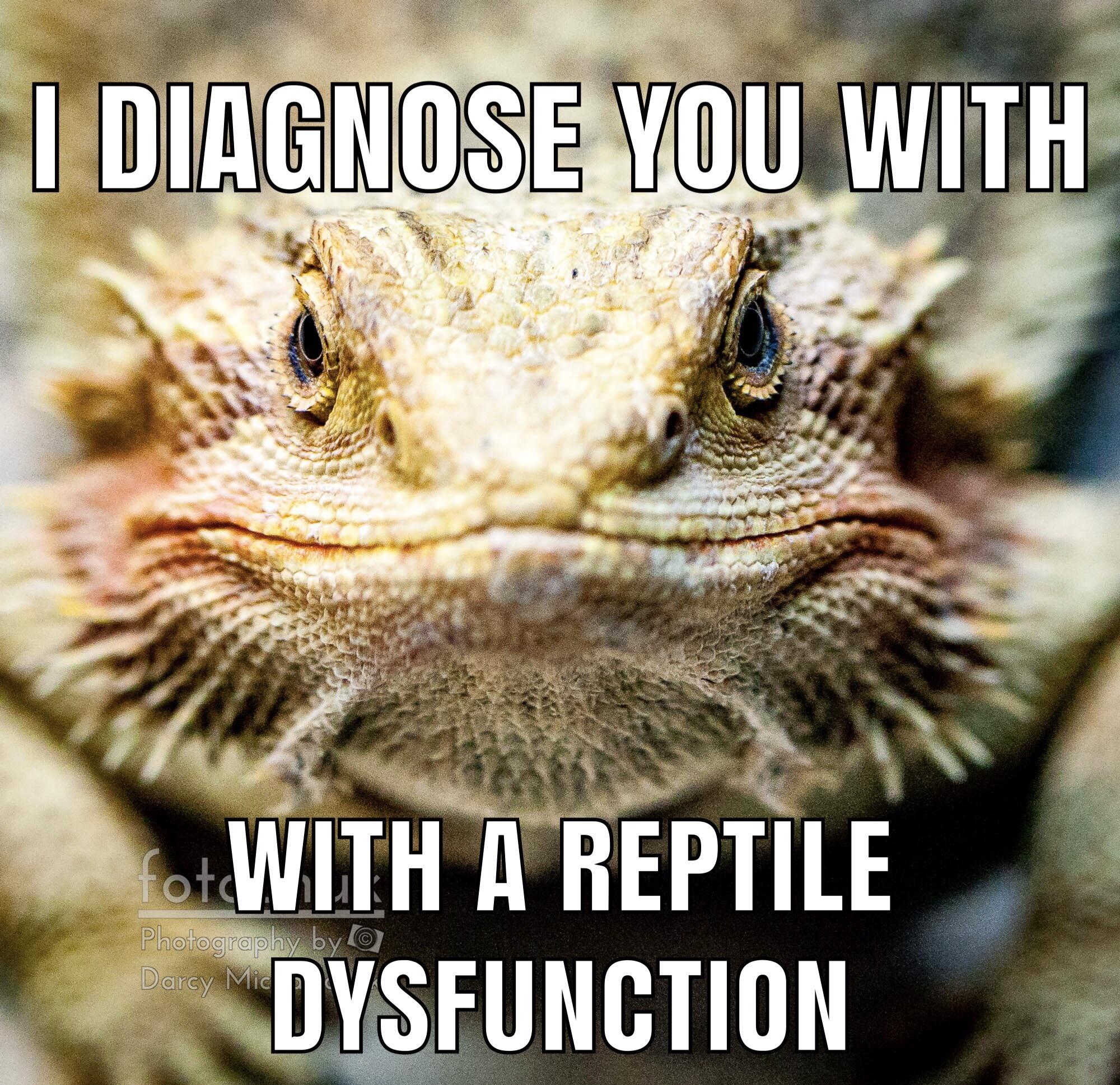 Bearded dragon diagnosed you | Scrolller