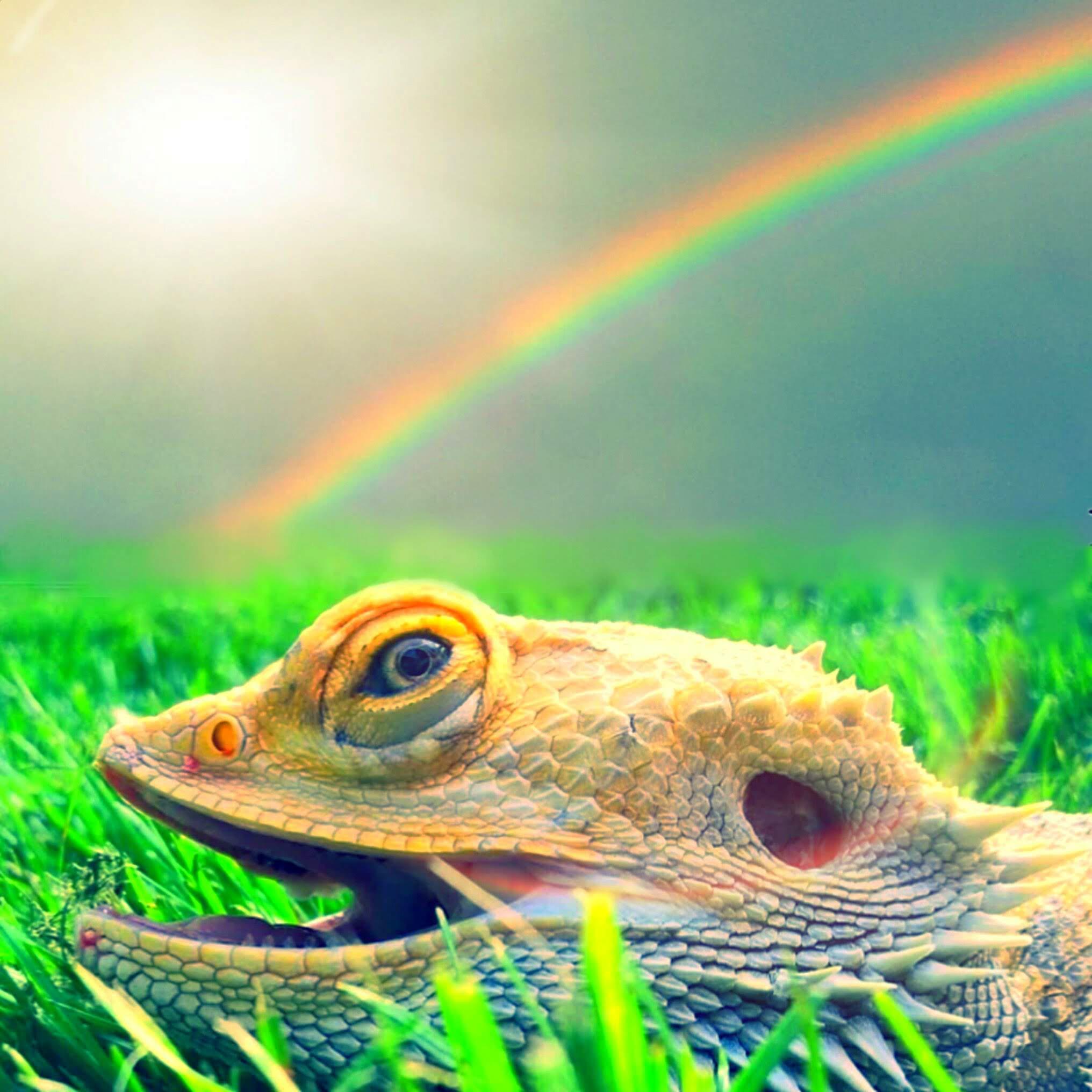 Bearded Dragon in Heaven, Me, Photo Collage, 2021 | Scrolller