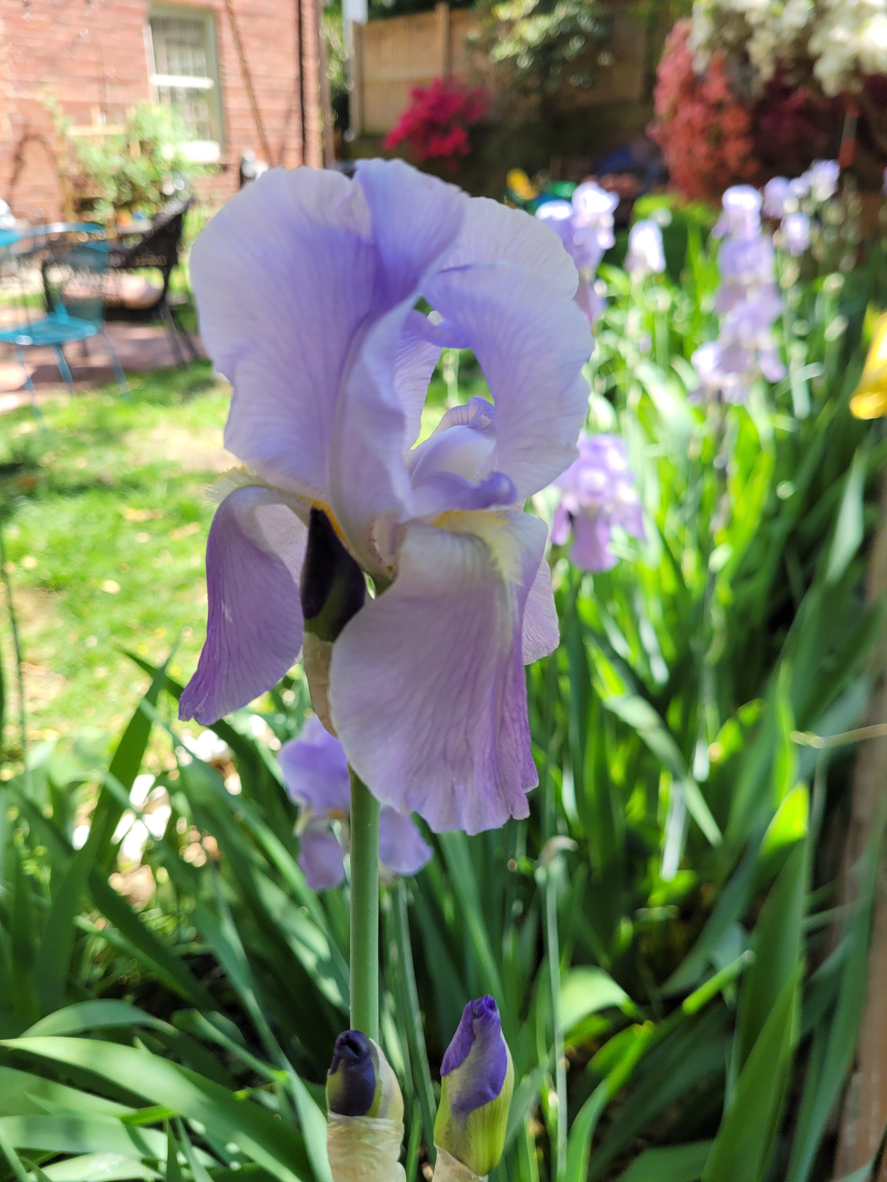 Bearded iris | Scrolller