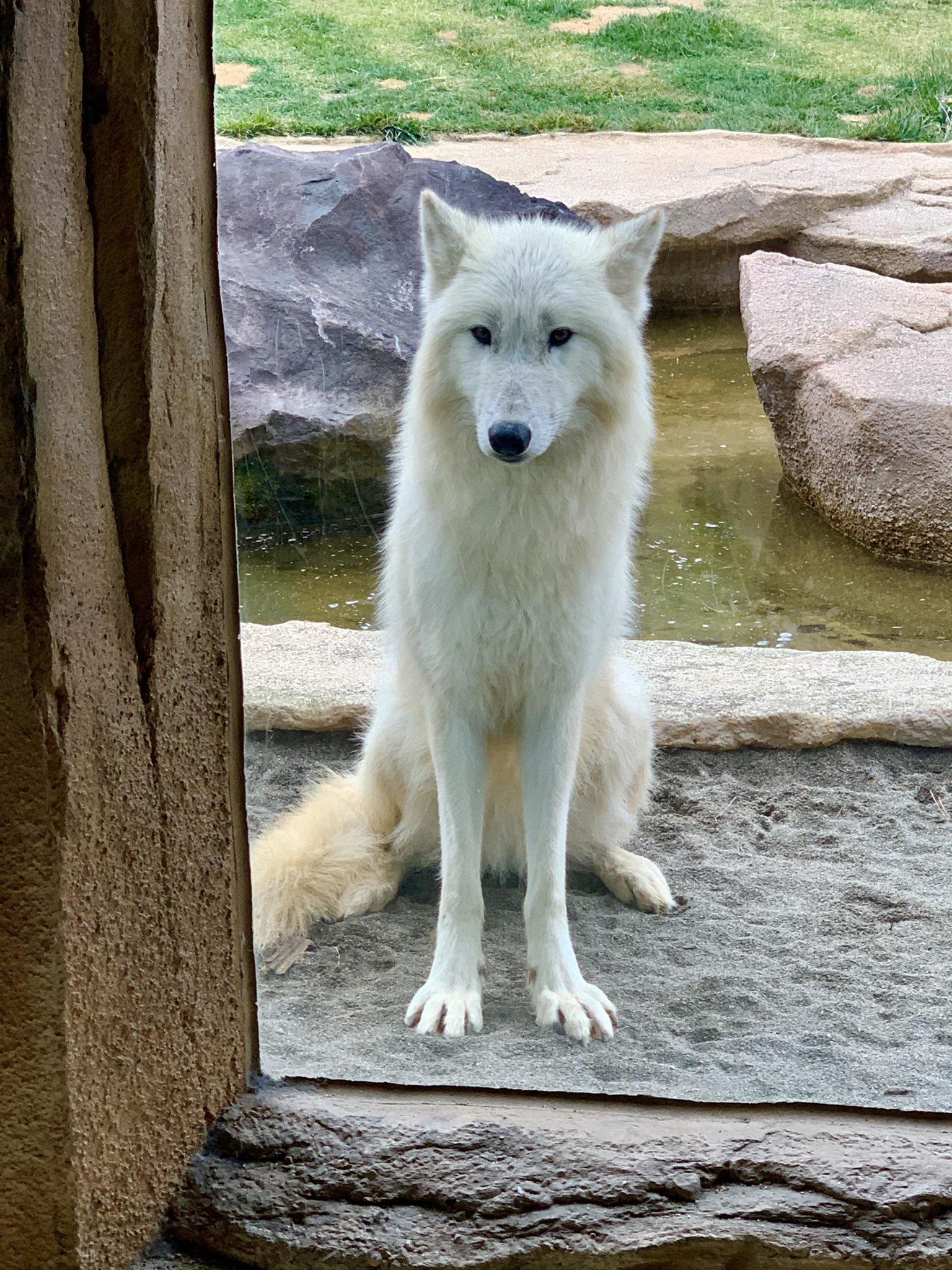 Beautiful arctic wolf | Scrolller