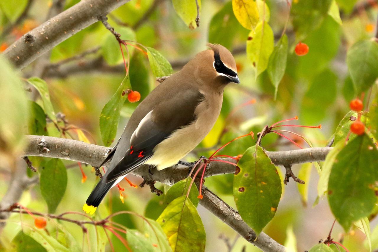 Beautiful Cedar Waxwing | Scrolller