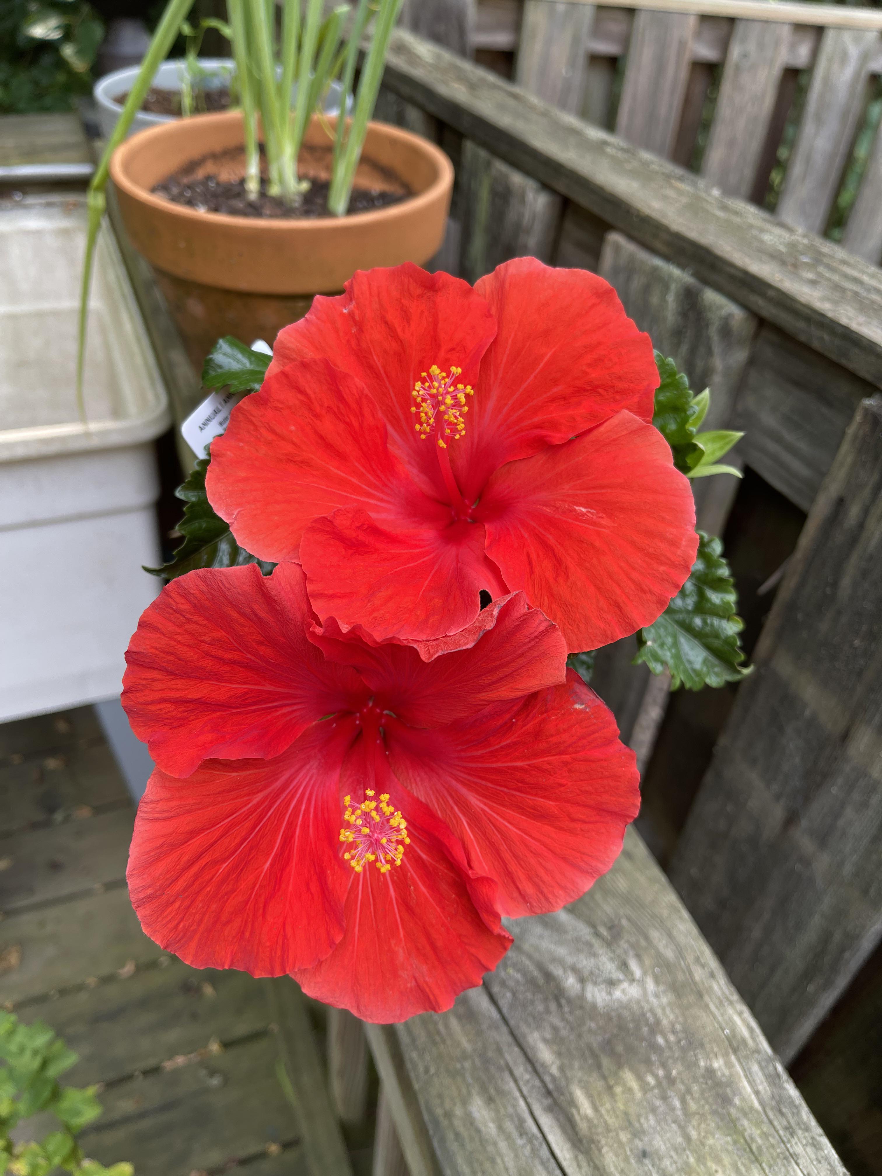 Beautiful double bloom | Scrolller