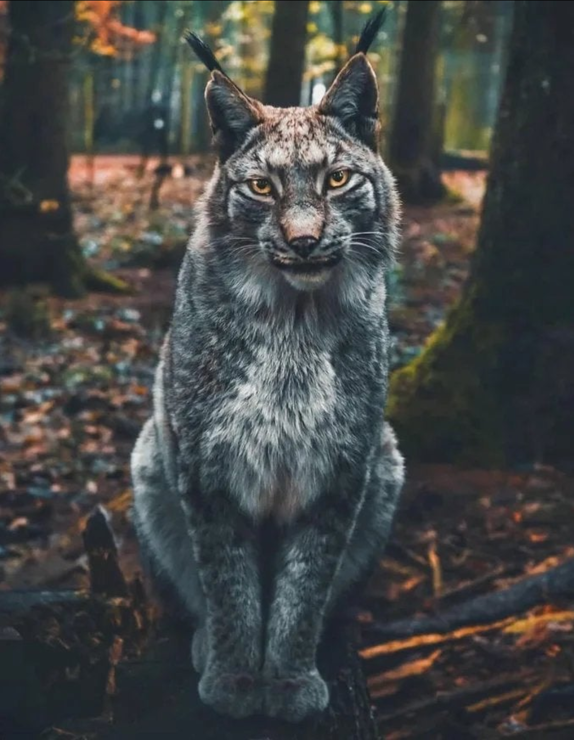 Beautiful Eurasian Lynx | Scrolller