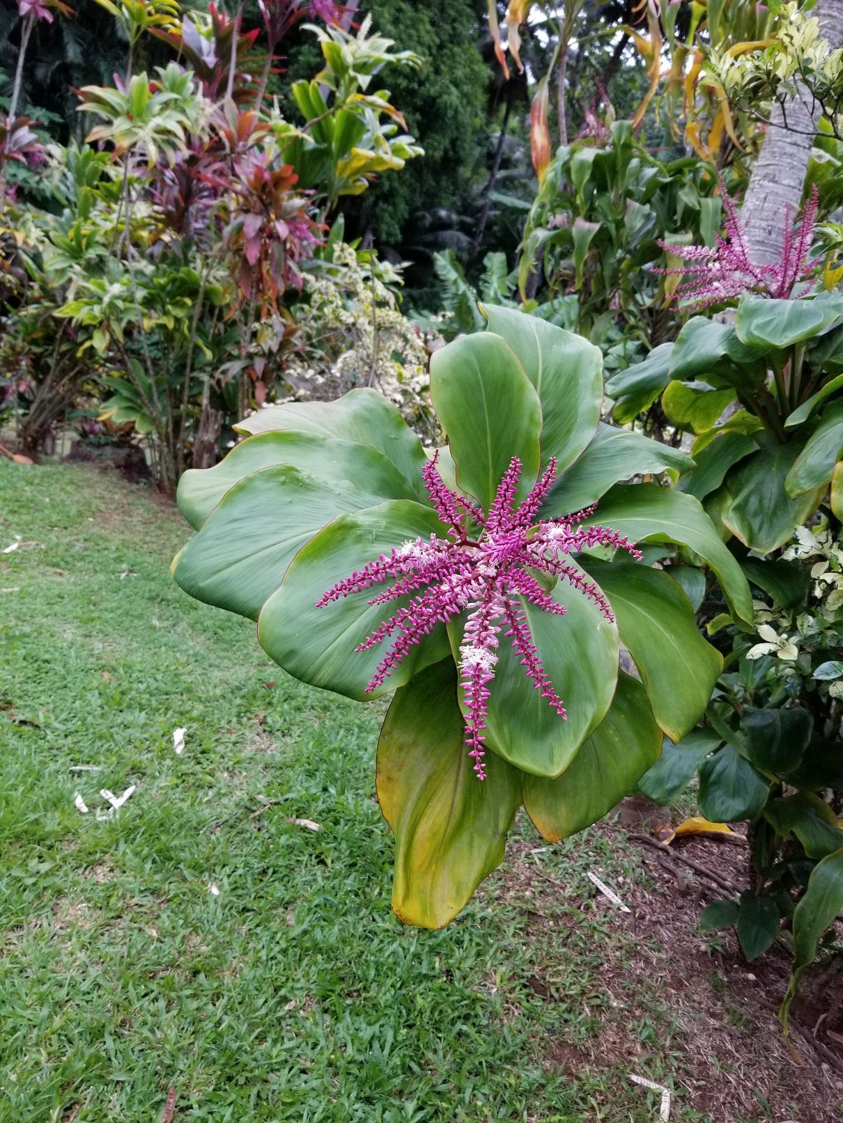 Beautiful flower | Scrolller