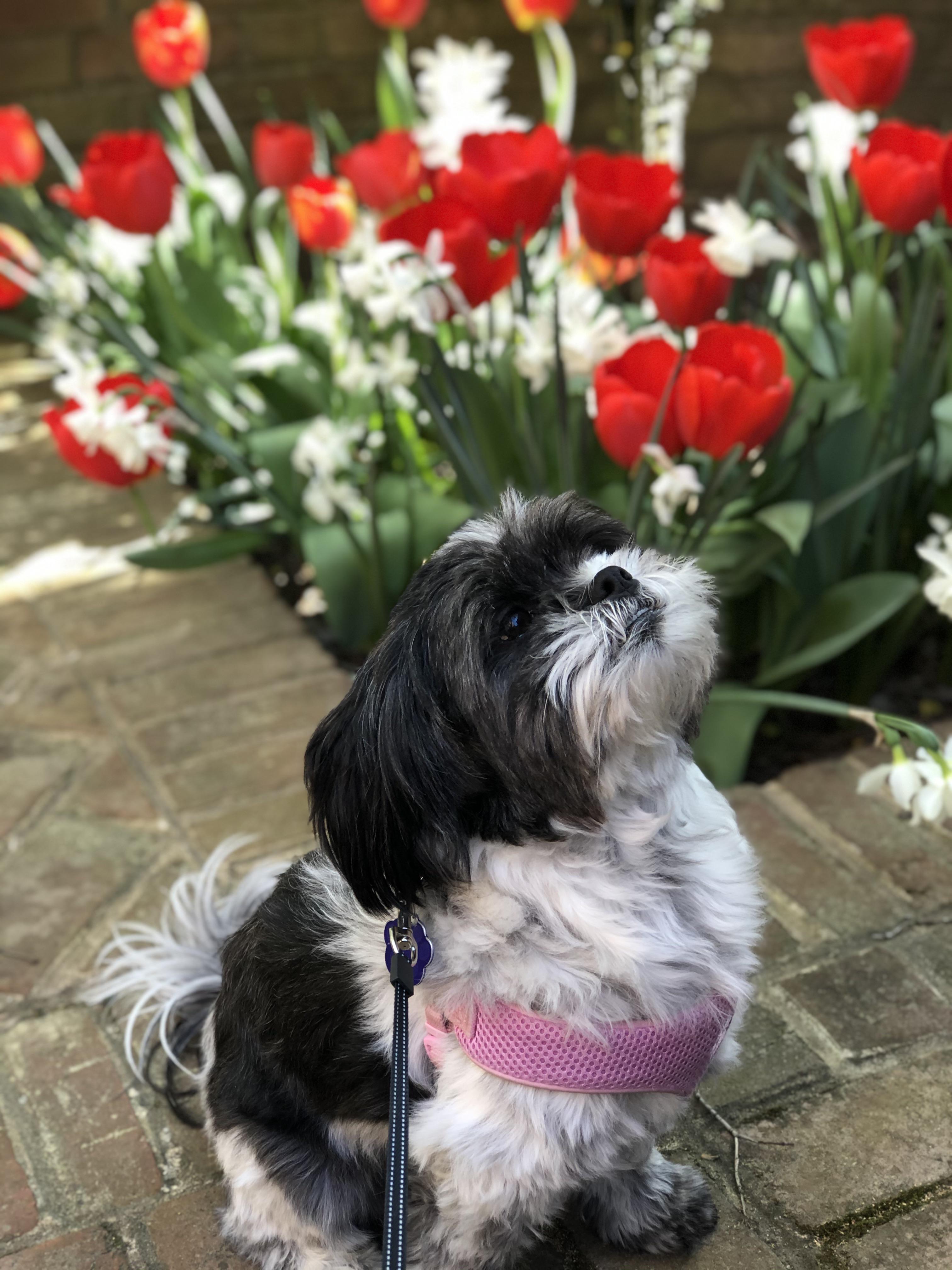 Beautiful flowers! | Scrolller