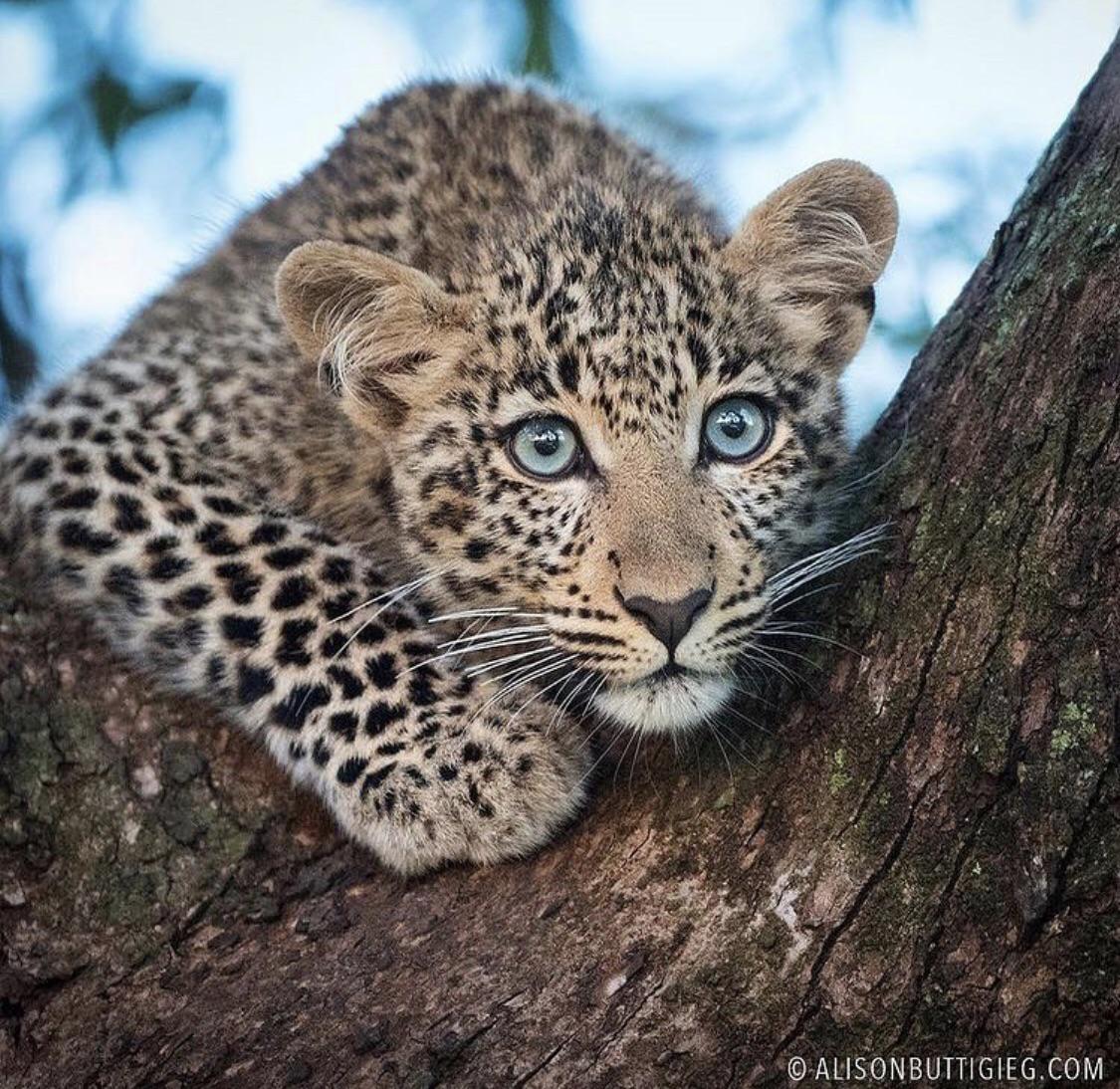 Beautiful Young Leopard | Scrolller