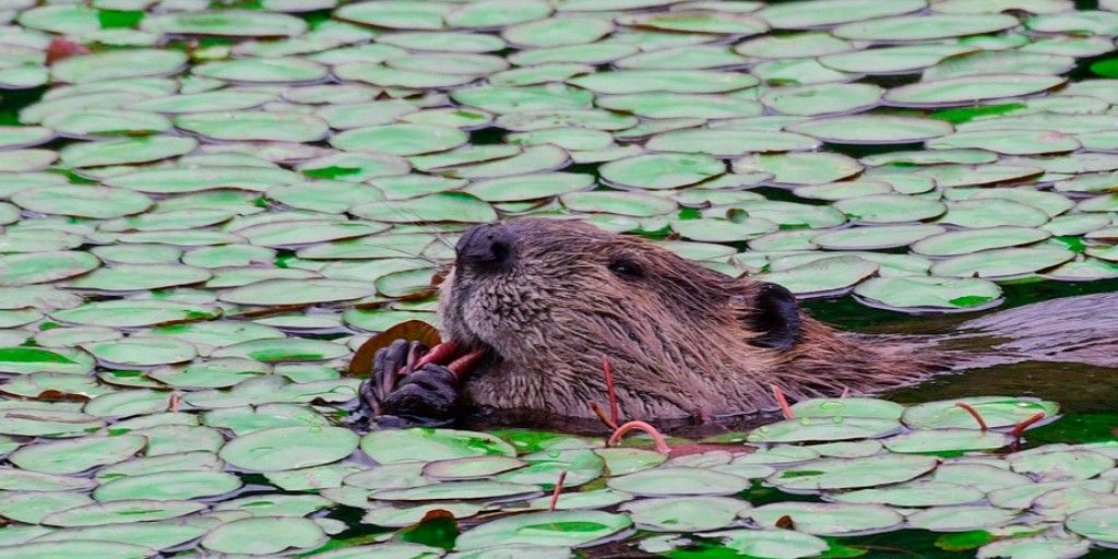 🔥 Beaver munching on lily pads (Photo credit to Jennie Wike) | Scrolller