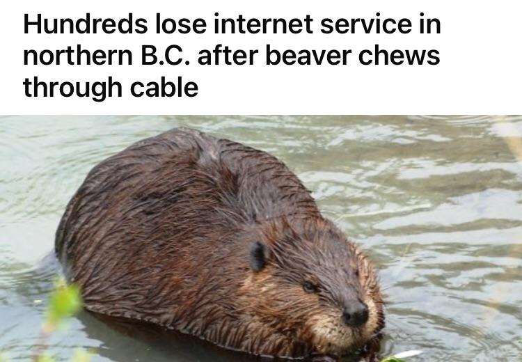 Beavers 🦫 Rule | Scrolller