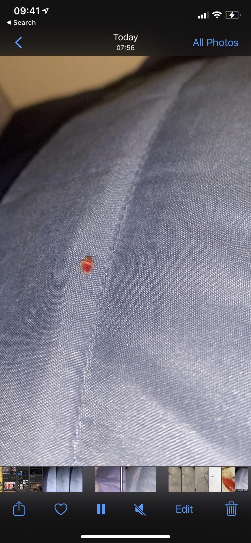 Bedbug?? | Scrolller