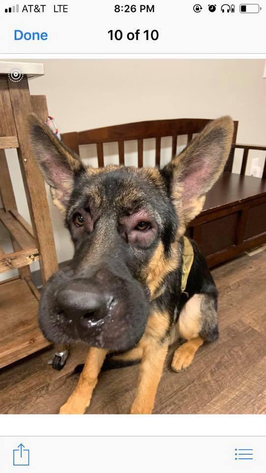 Bee - 1 GSD - 0 | Scrolller