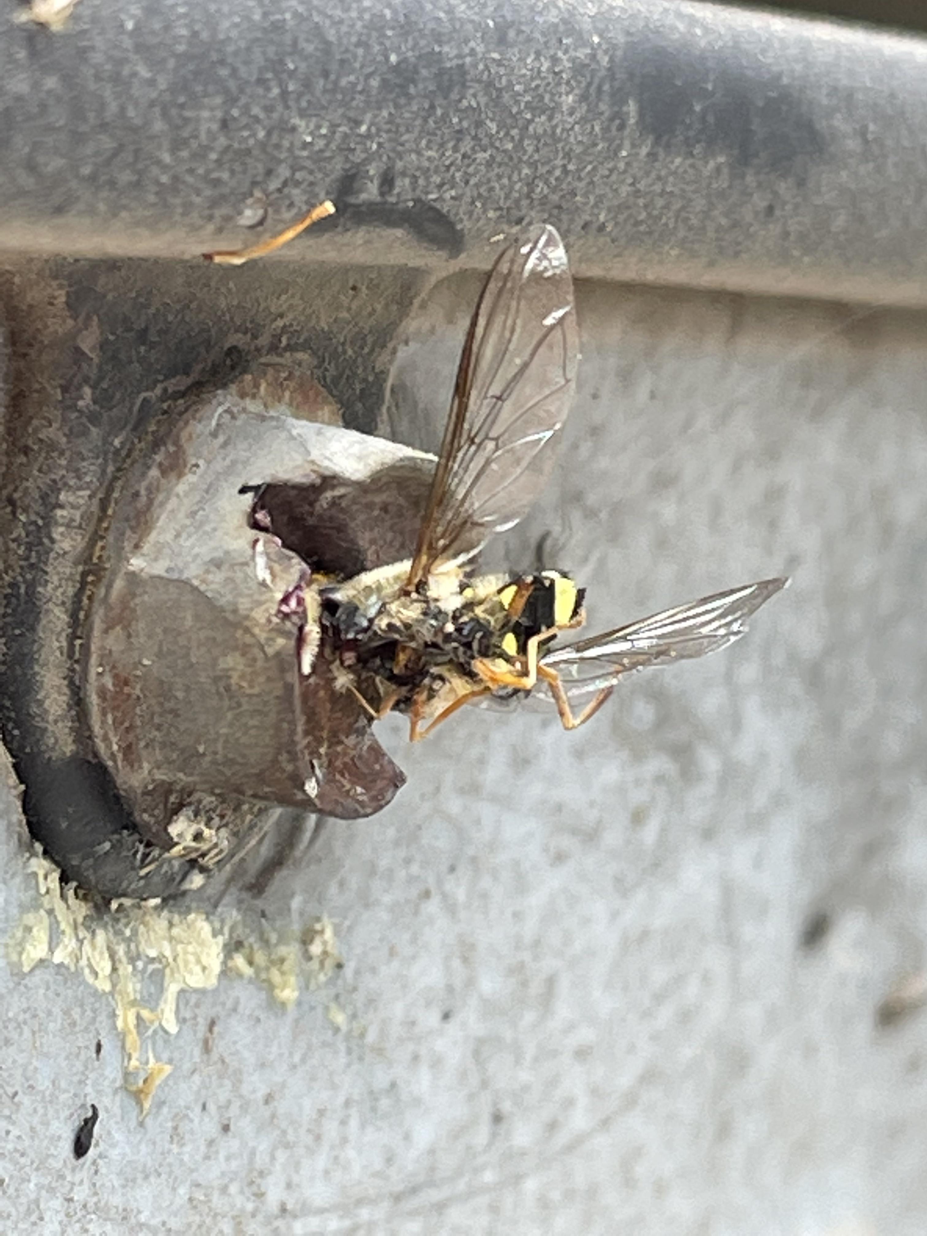 Bee gets screwed head-on. | Scrolller