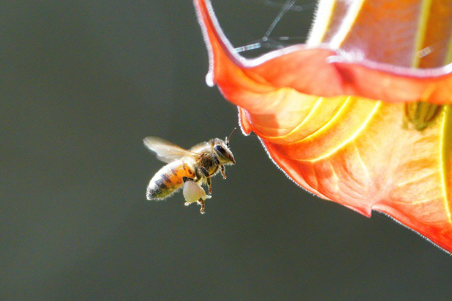 🔥 Bee hard at work | Scrolller