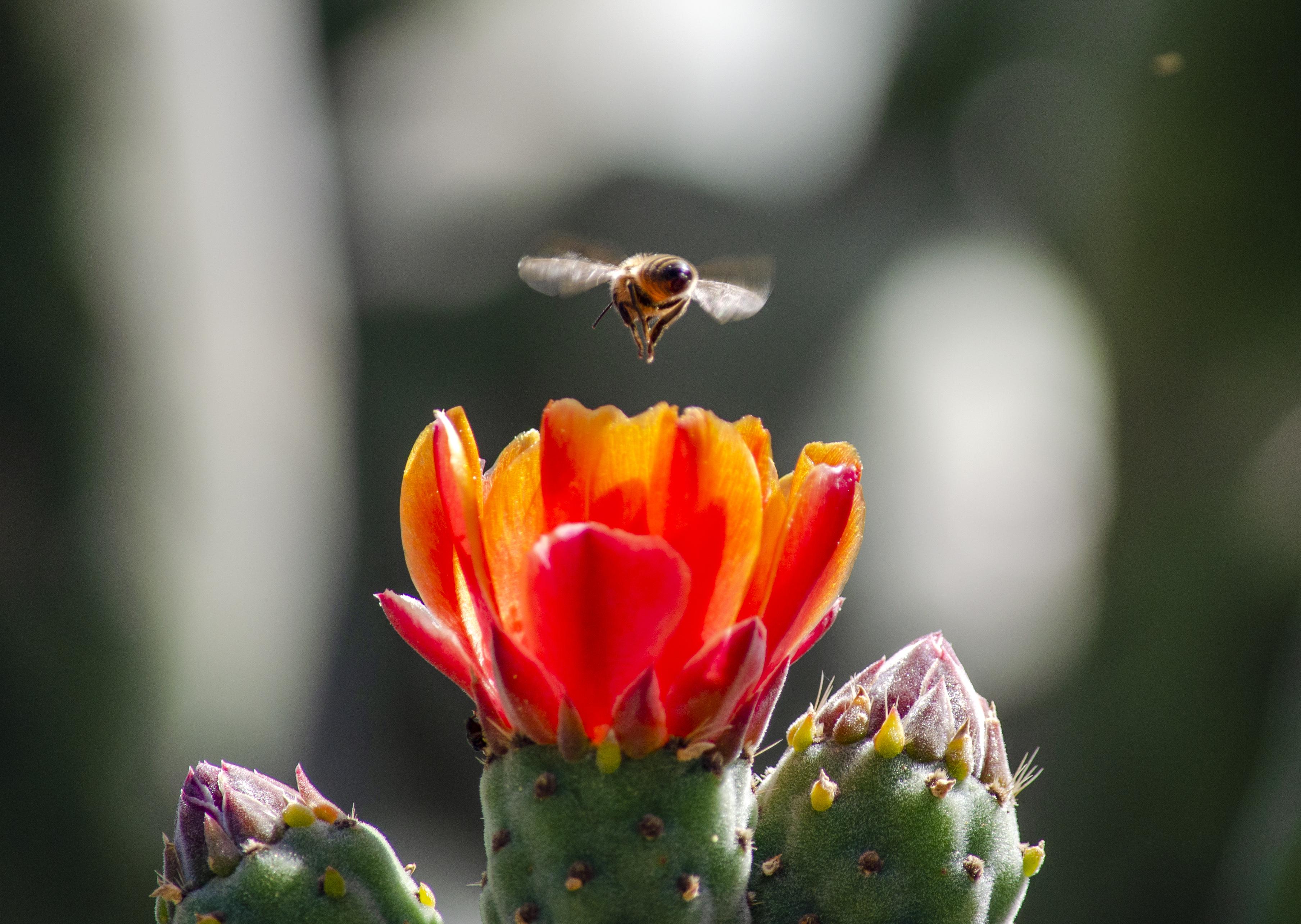 Bee investigating a prickly pear | Scrolller
