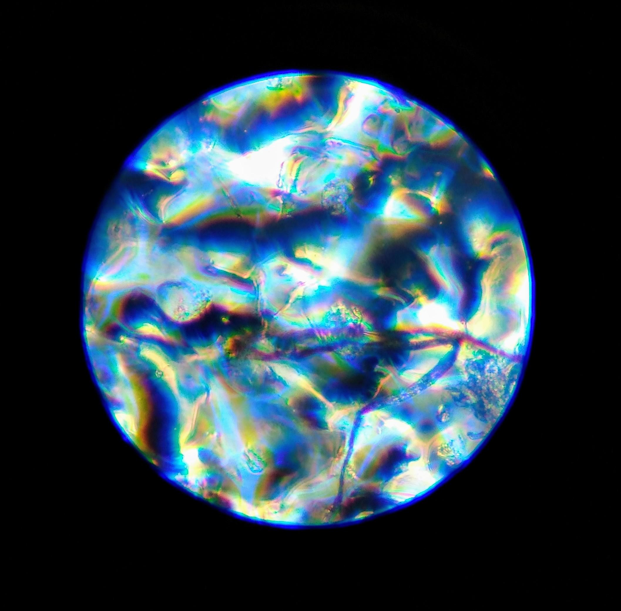 Bee stinger under microscope. | Scrolller