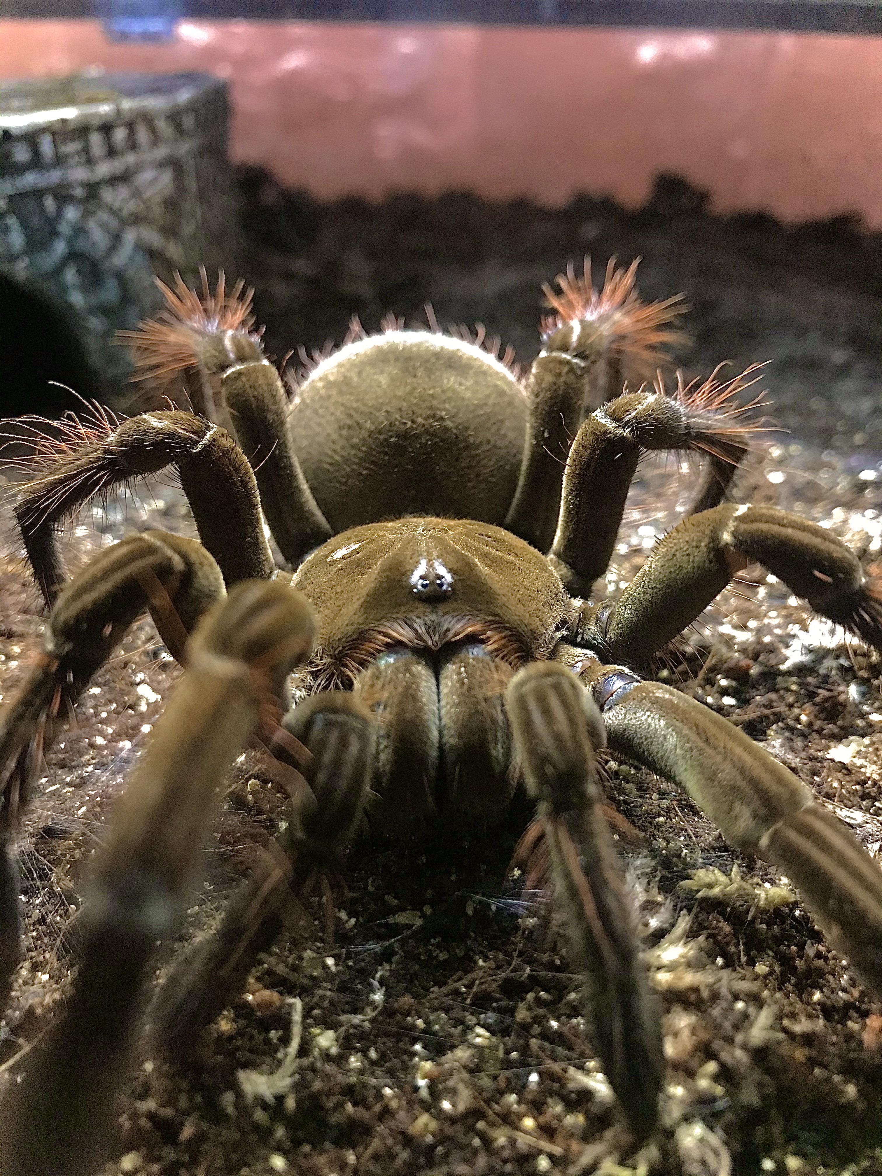 Beerus, The Destroyer. | Scrolller